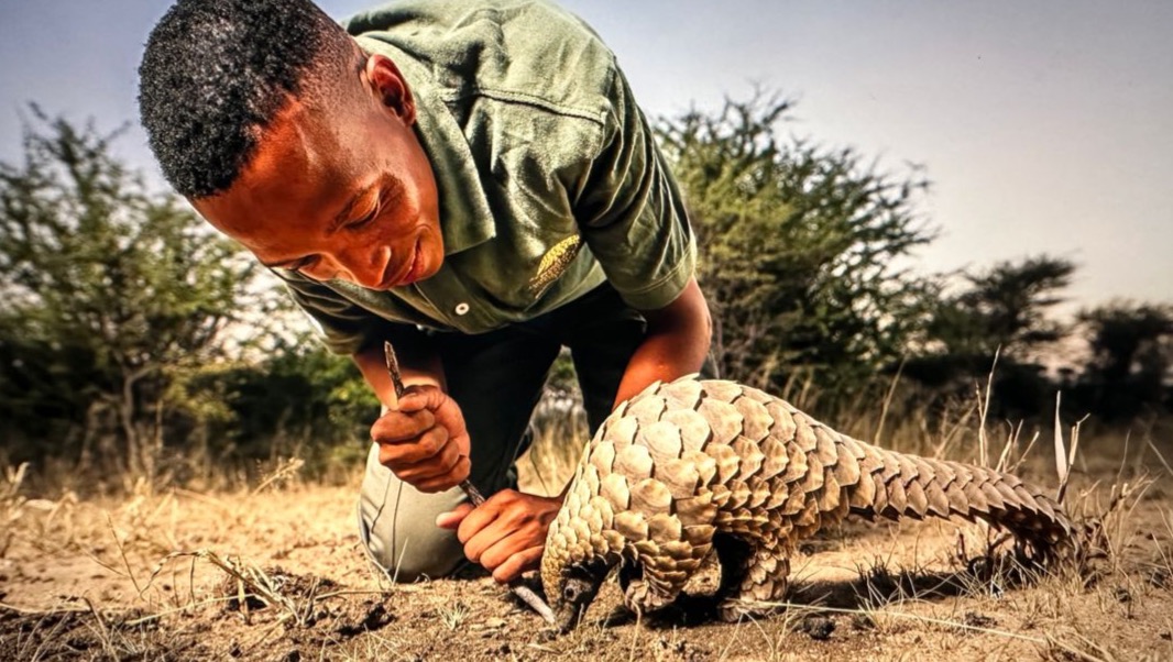 Fundraiser by Kelsey Prediger : Saving Pangolins: A Holiday of Hope