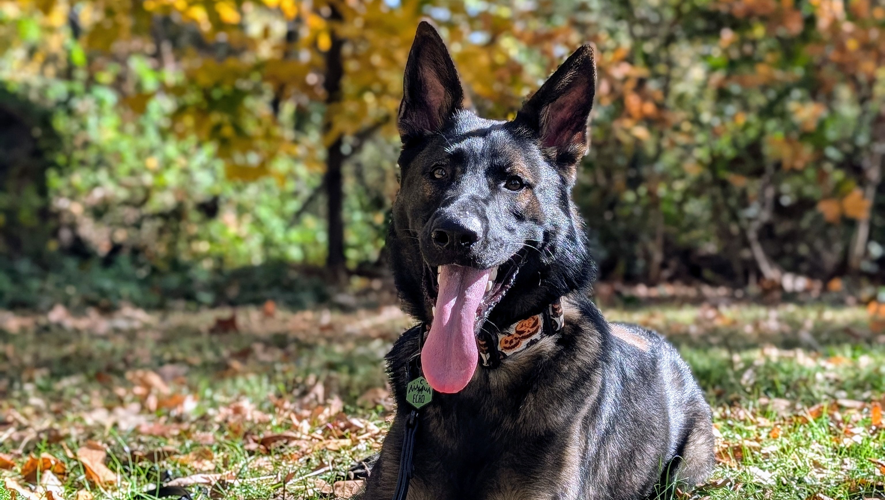 Fundraiser by Steven Bonet : Support Echo's Surgery and Recovery Journey