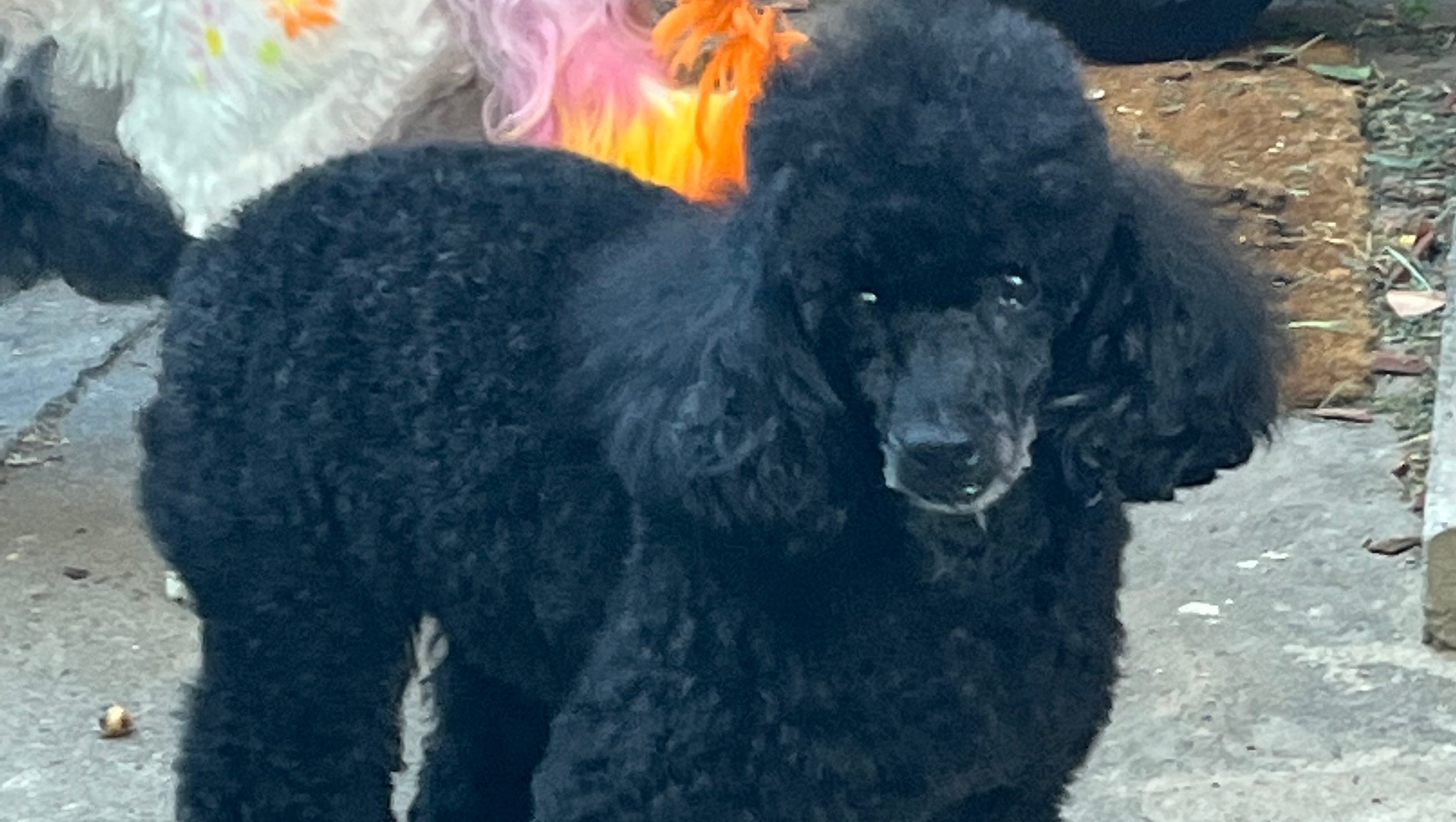 Fundraiser by Damian Lopez : Help Dudley Heal: Surgery for His Tail