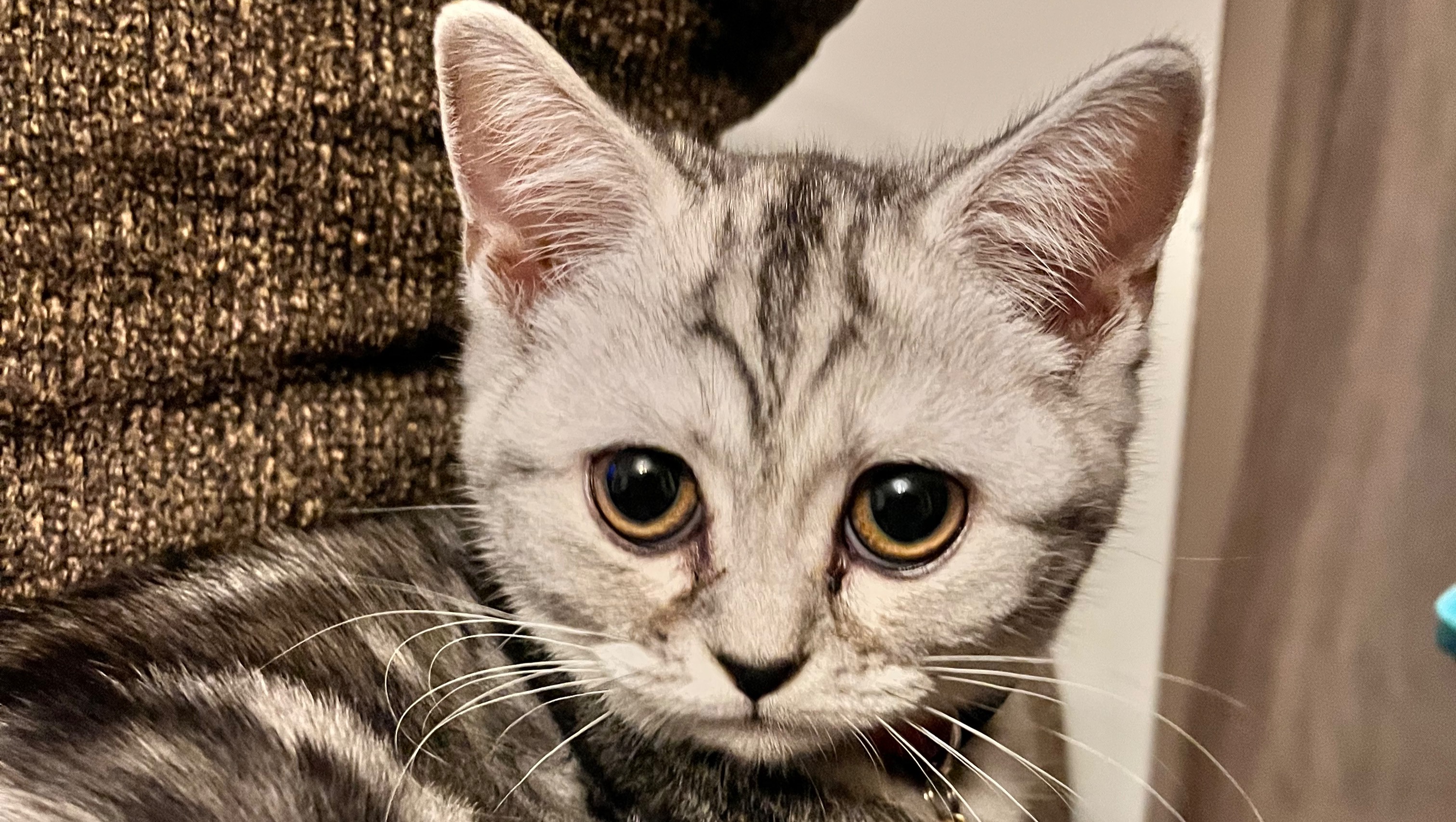 Fundraiser by Bisma Nasir : Help Lea Walk Again: Support Her Surgery