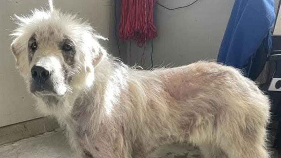 Fundraiser by Ellen Mayo : Support Great Pyrenees Rescue Montana