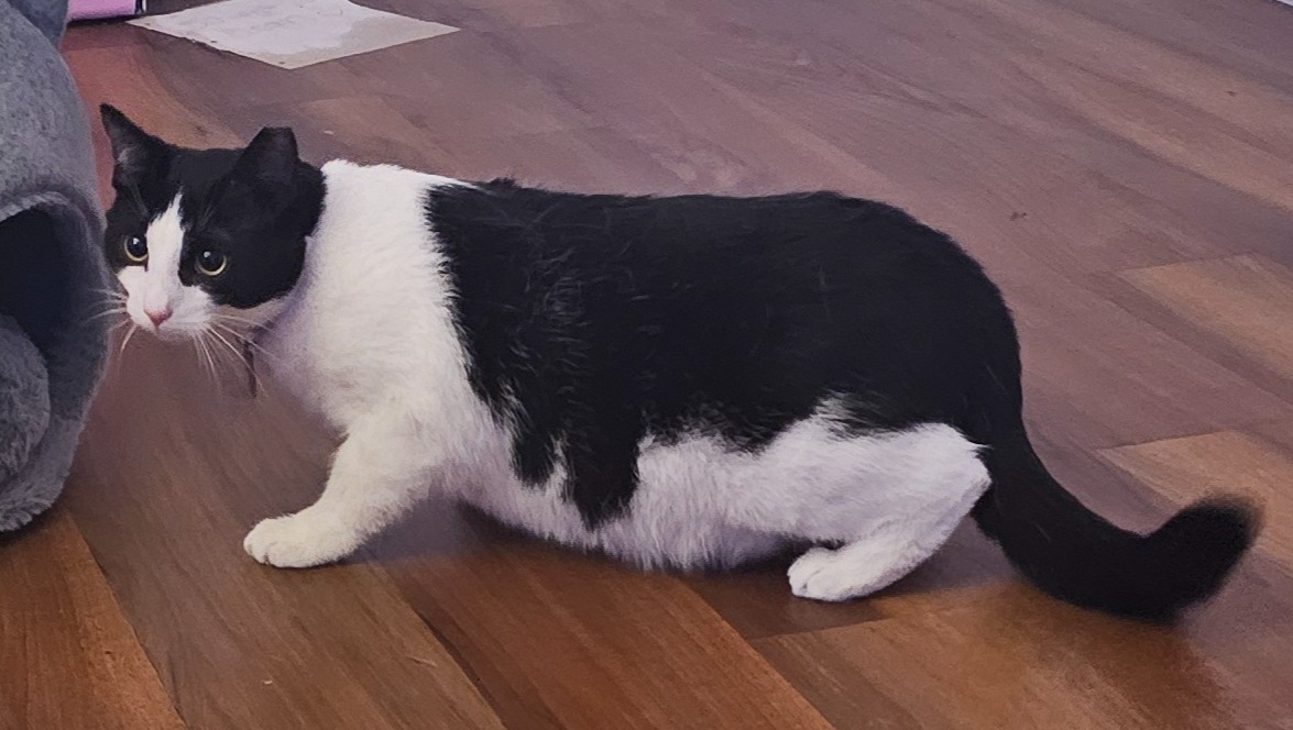 Fundraiser by Carolyn Wignes : Bring Teddy Home: Support Sarah's Efforts