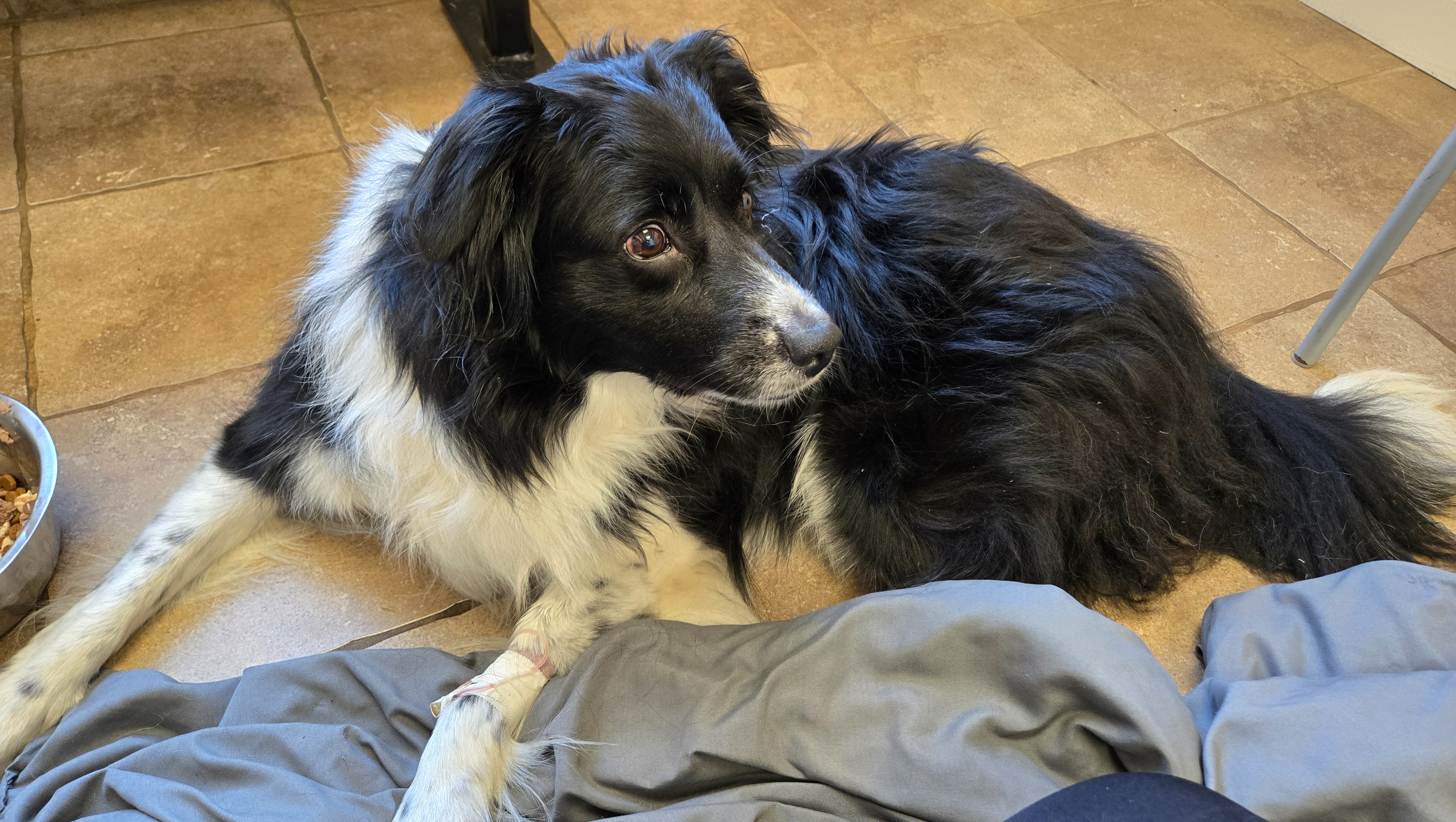 Fundraiser by Joe LeCates : Help Gracie Walk Again: Support Her Recovery