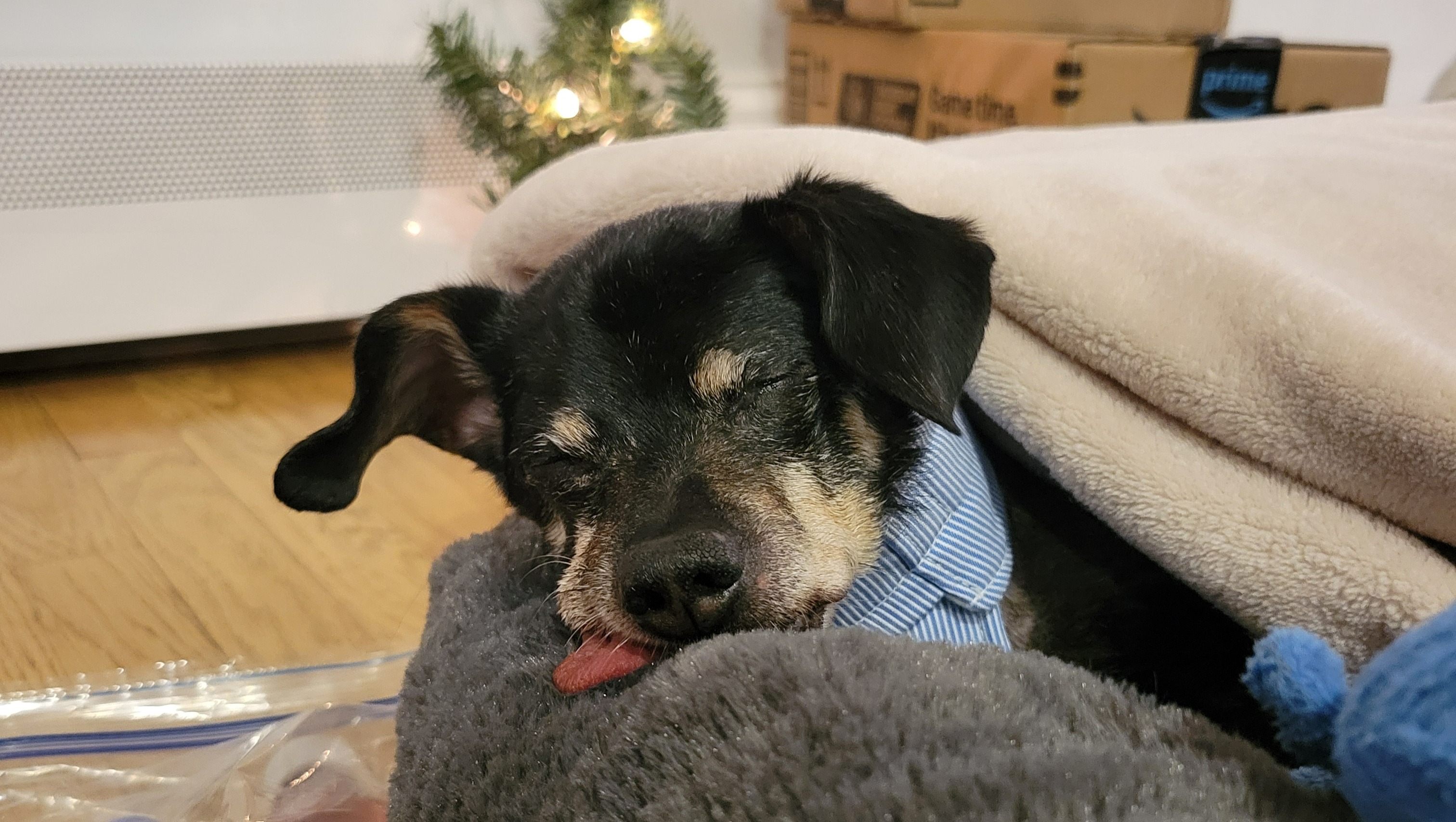 Fundraiser by Meadow Montalvo : Help Zohan Recover from a Vicious Dog ...