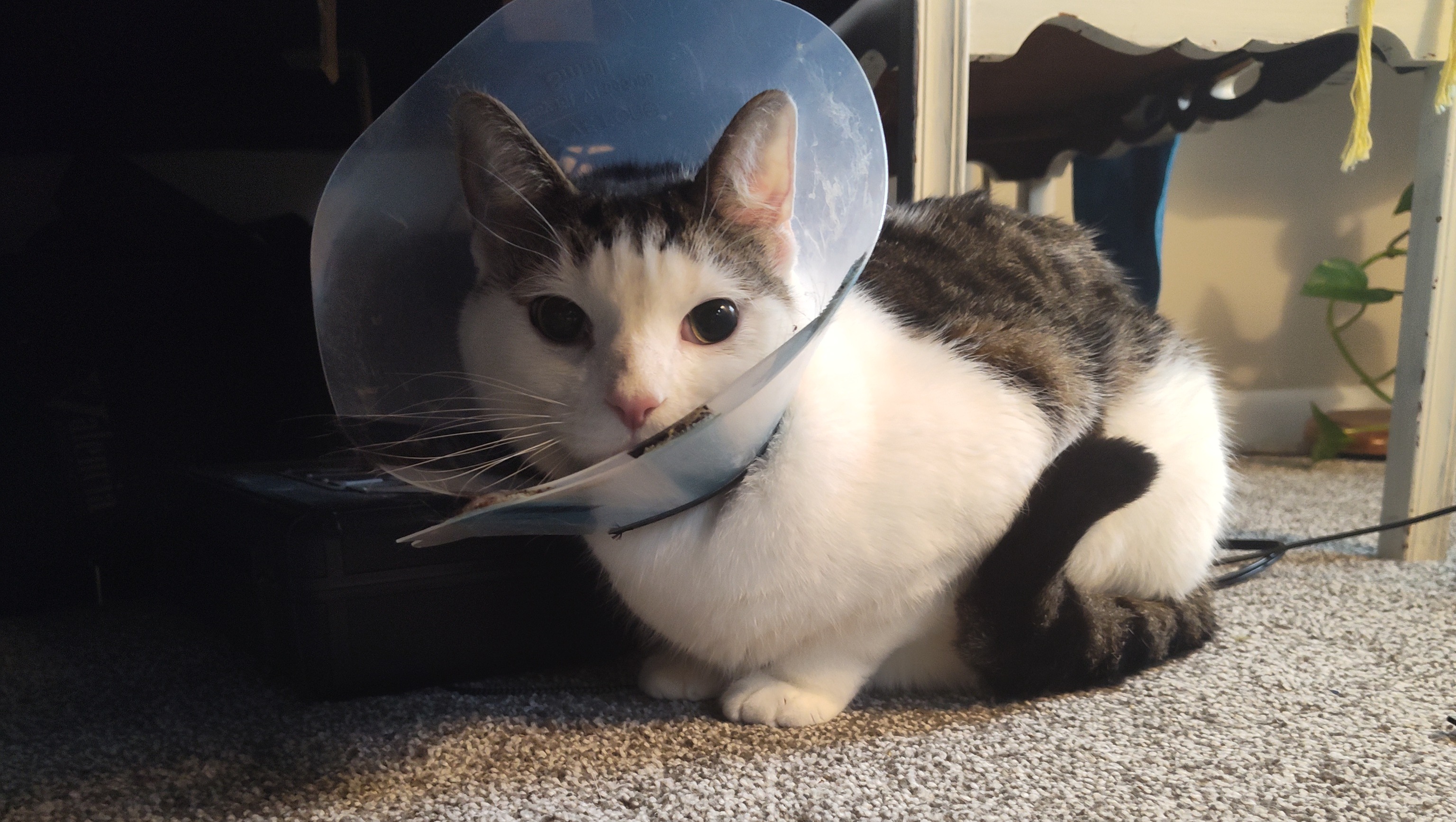 Fundraiser by Milan Anderson : Support Tito's Healing Journey