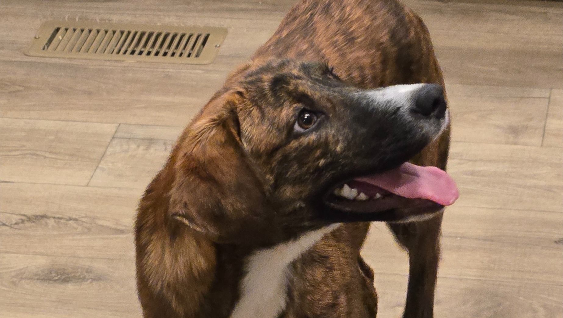 Fundraiser by Annika O : Help Jazz Get the Tail Surgery She Needs