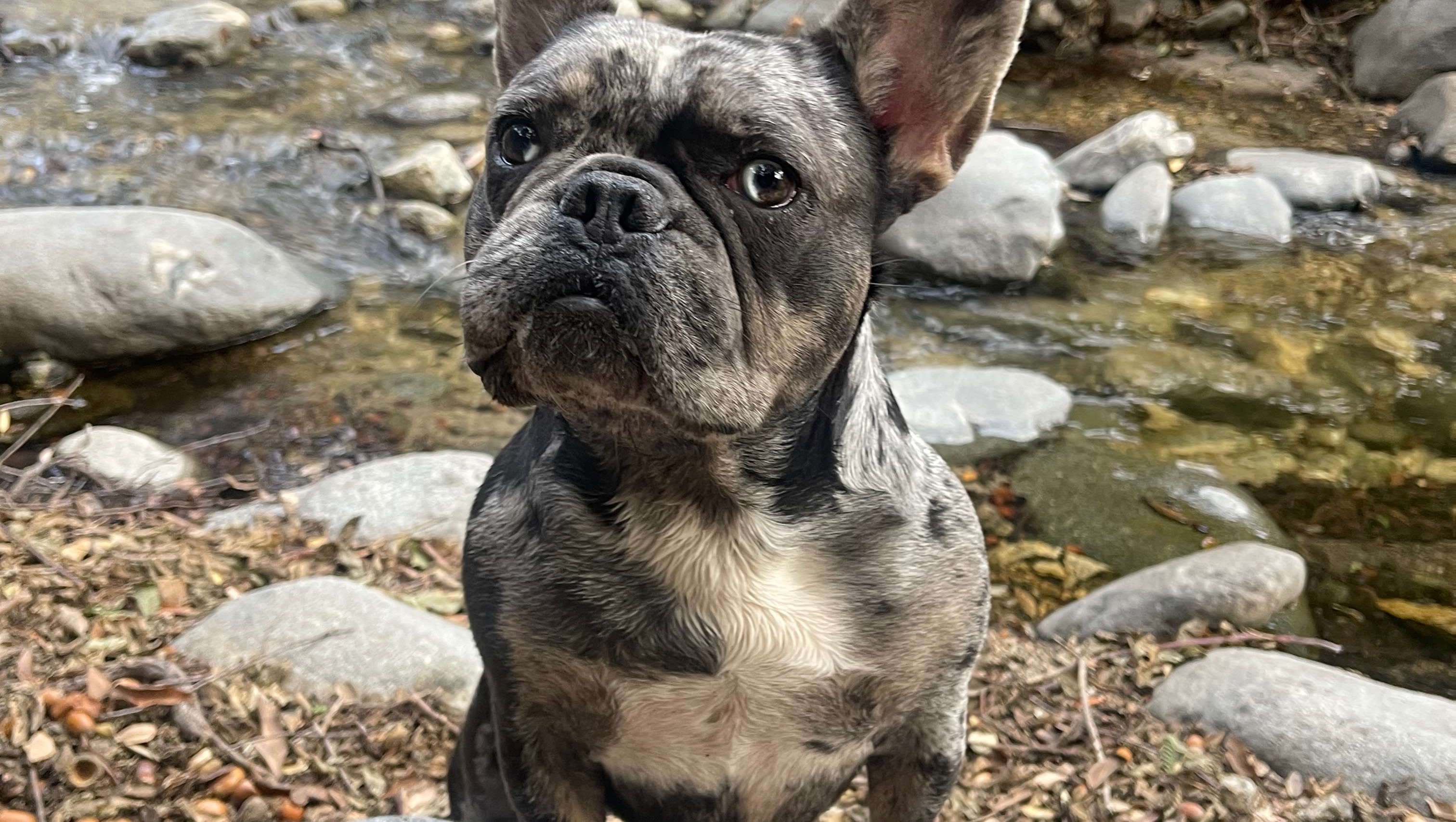 Fundraiser by Beila Castro : Help Bronx Walk Again: Support His Surgery