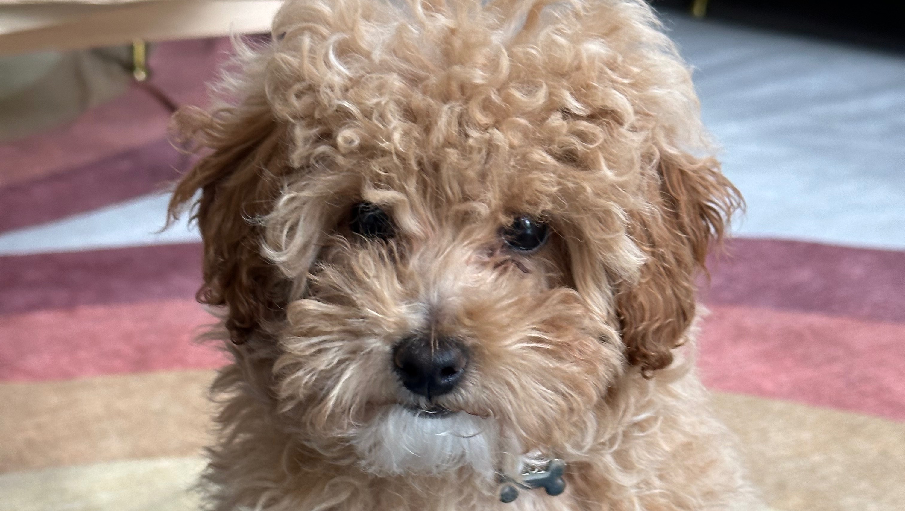 Fundraiser by Kristen Rodgers : Help save Luna