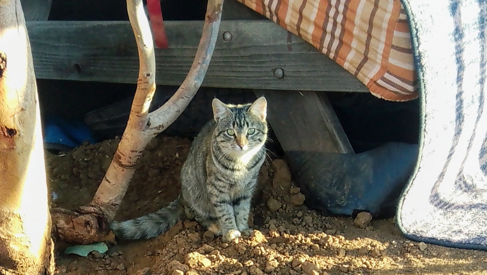 Fundraiser by Willie Parker : Help stop an outbreak of stray cats.