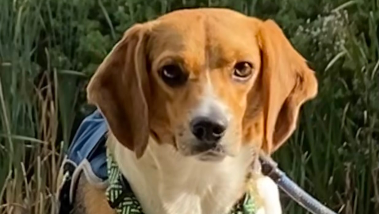 Fundraiser by Juliet Whittaker : Flashy the Envigo Rescue Beagle