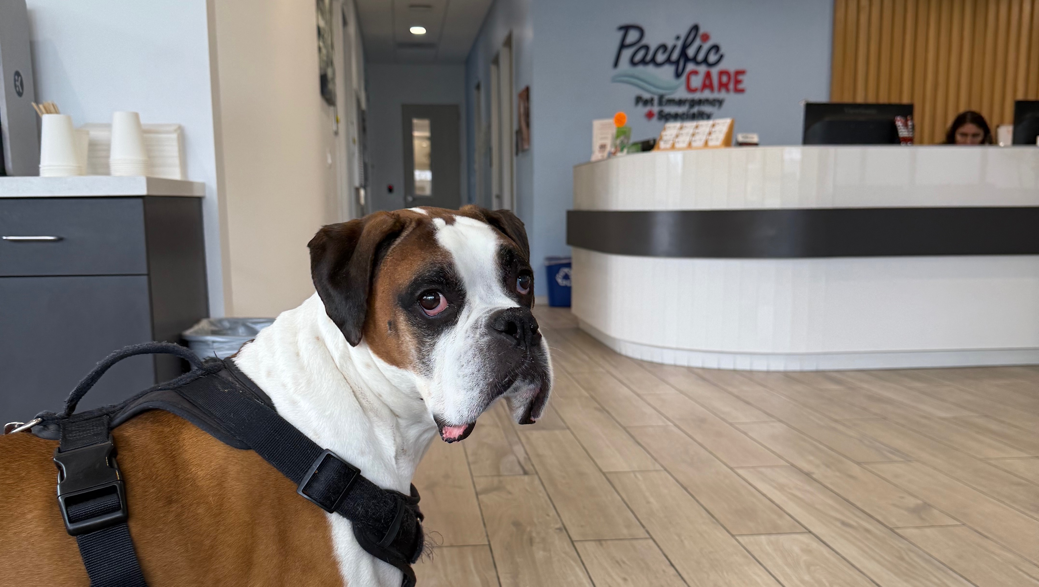 Fundraiser for Alissa Diane Slaton by Kathy Guardado : Bronson's ...