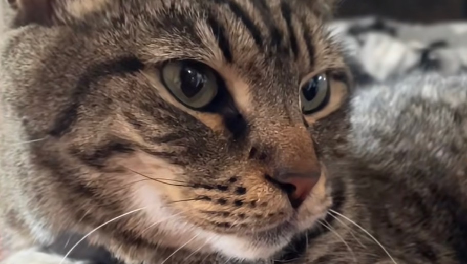 Fundraiser by Cat Woman : Stompy’s Ultrasound,Leo Dental-Vet Expenses ...