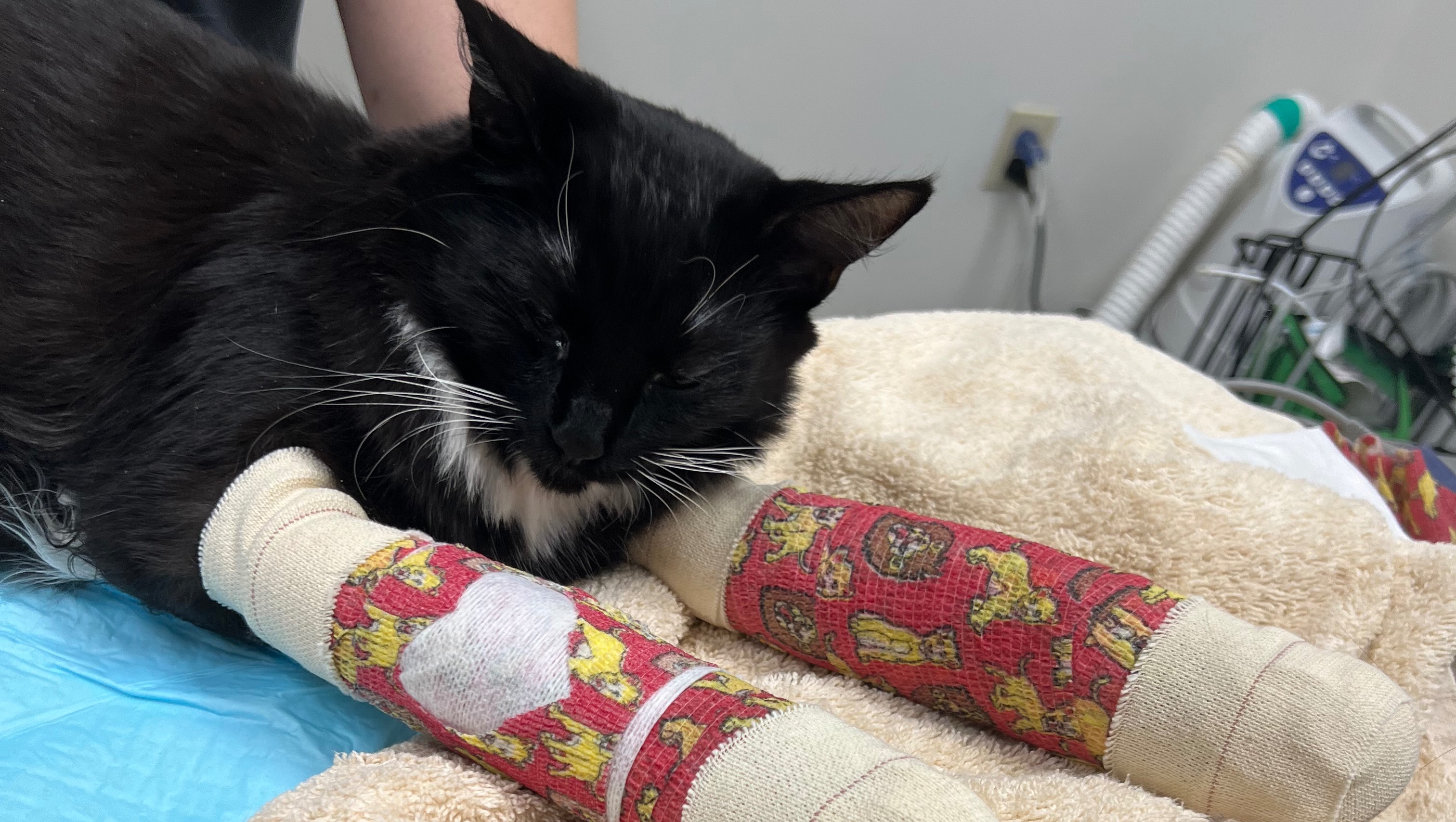 Fundraiser by Brelyn Blozousky : Help Injured Cat from Gunshot wounds
