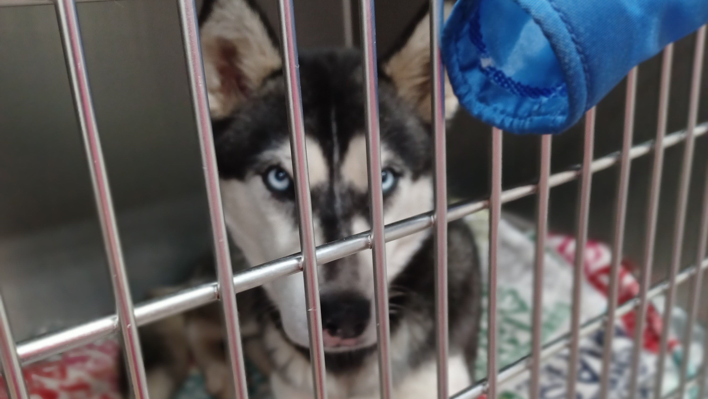 Fundraiser by Wendy Wilson : Save Sadie's Leg: Donate for Her Surgery