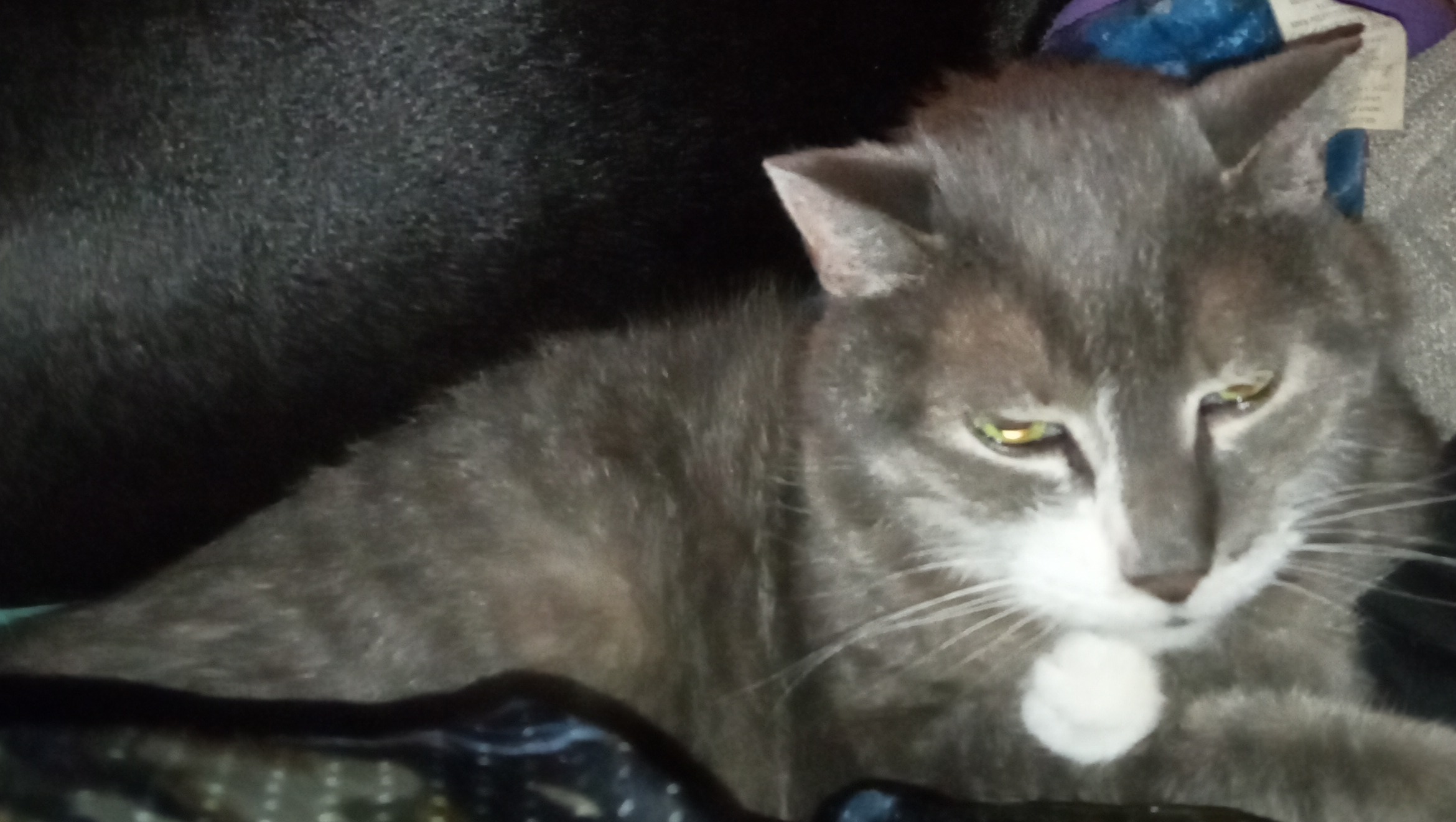 Fundraiser by Joshua Casey : Support for Spaz's Final Journey