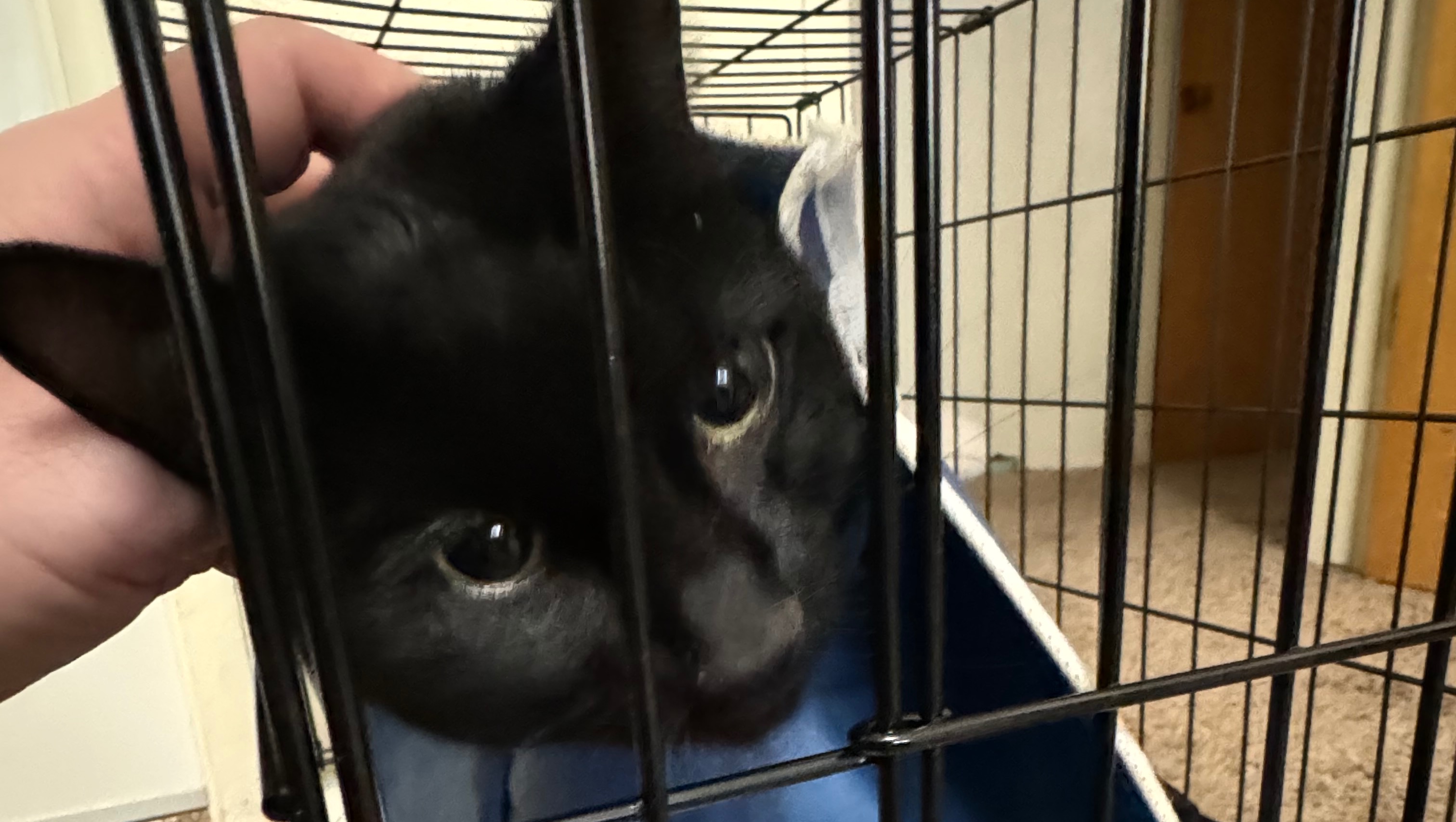 Fundraiser by Eric Cary : Snowy's New Life Needs Your Support