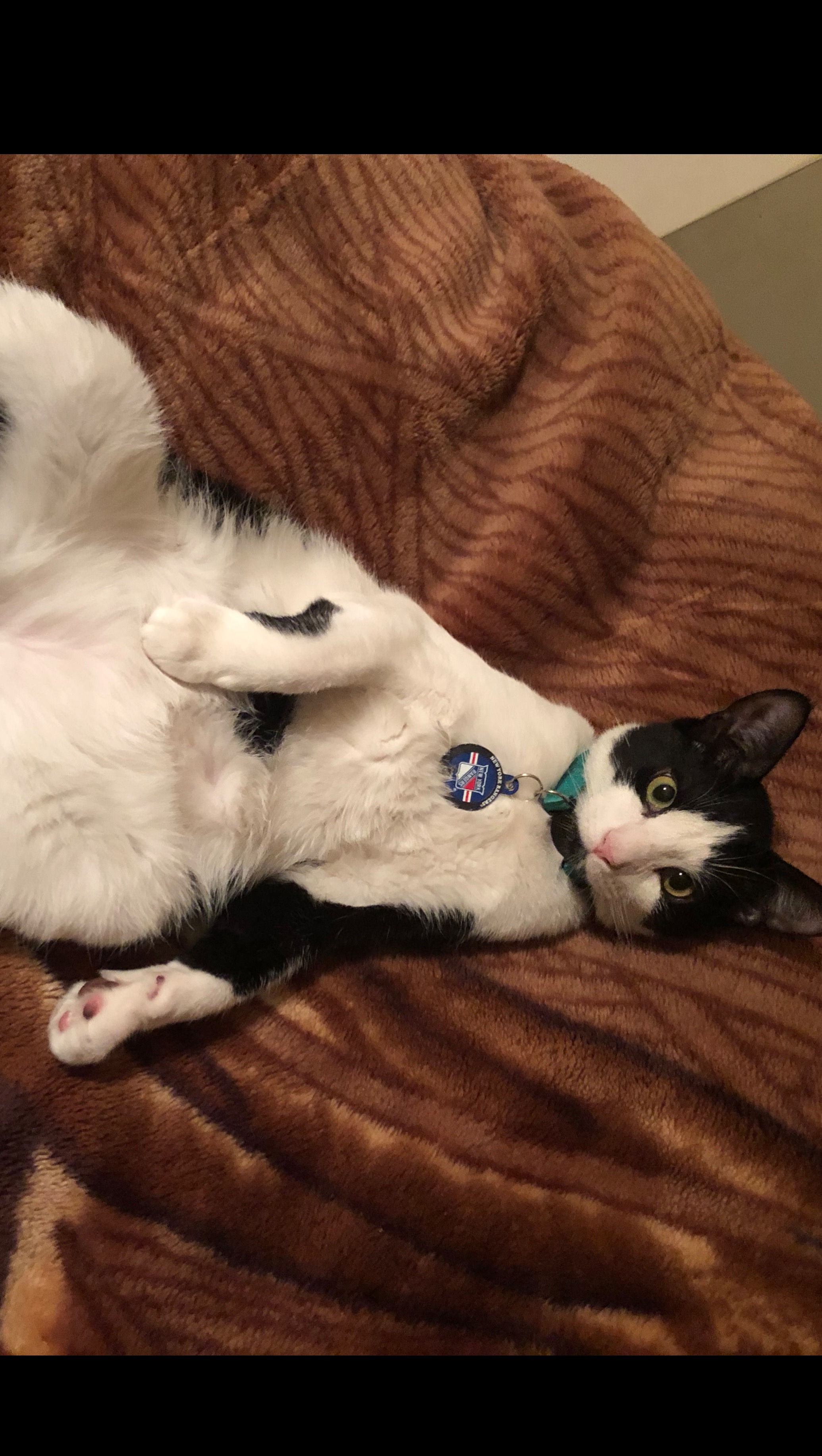 Fundraiser by Kayla Labno : Saving Bella: My Beloved Cat’s Fight for Life