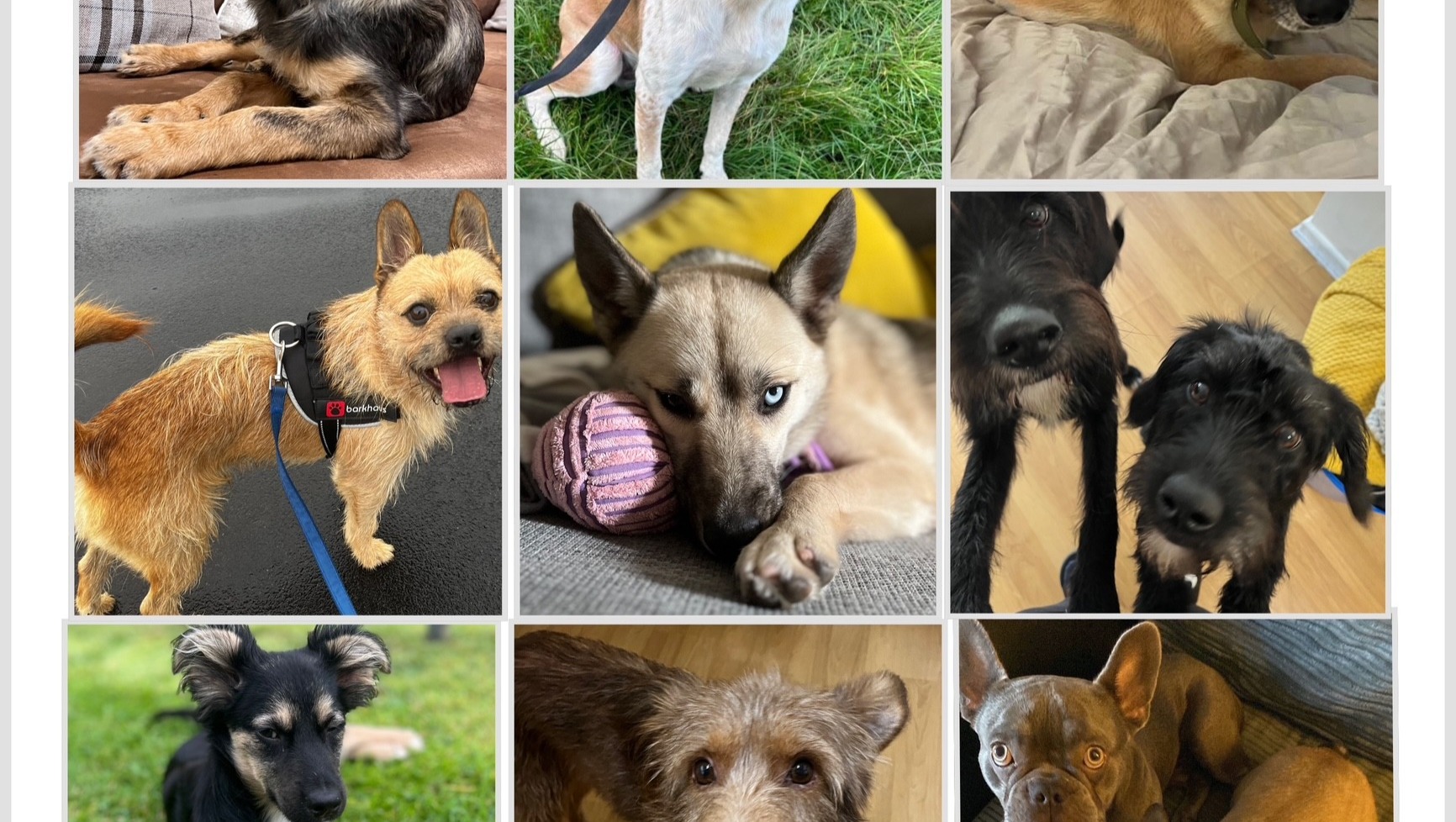 Fundraiser by Sammy Wylie : Paw Help UK - Dogs in Need - Scotland Walk ...