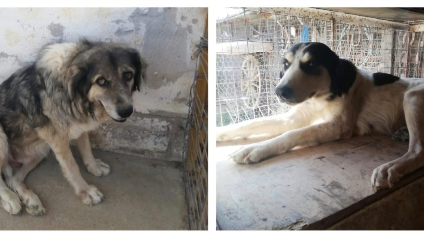 Fundraiser by Martin Treibmann : Futter für kranke und alte Hunde im ...