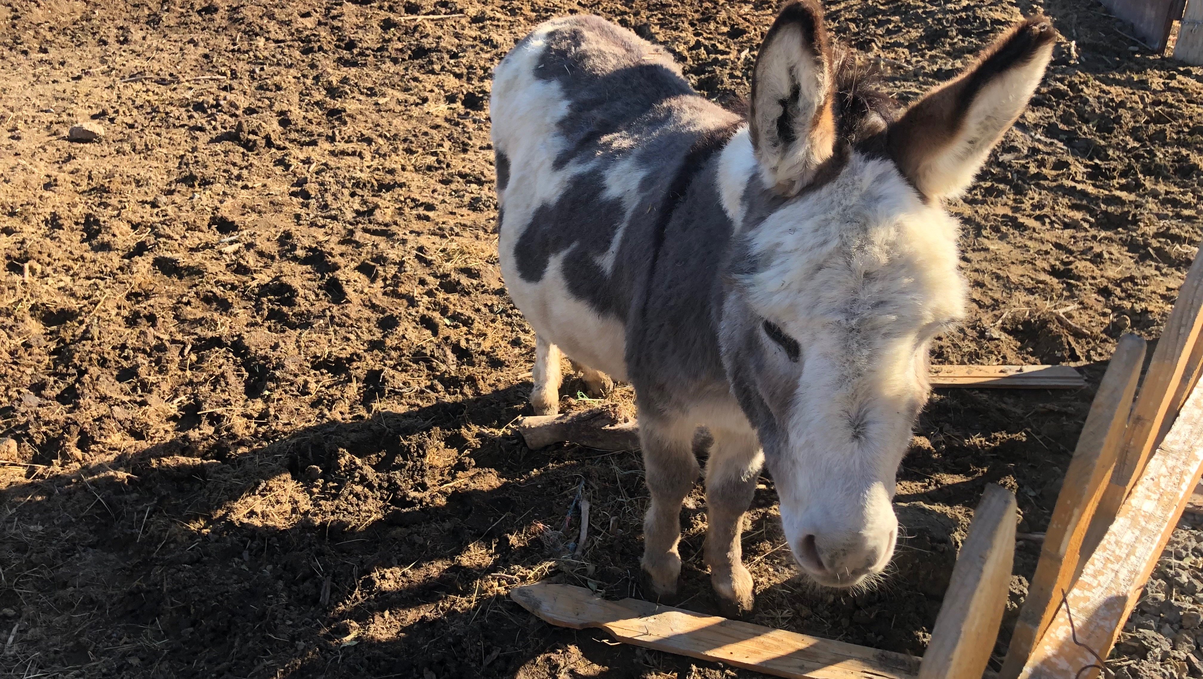 Fundraiser by Keith Everitt : Save a Mini Donkey: Support Journey With ...