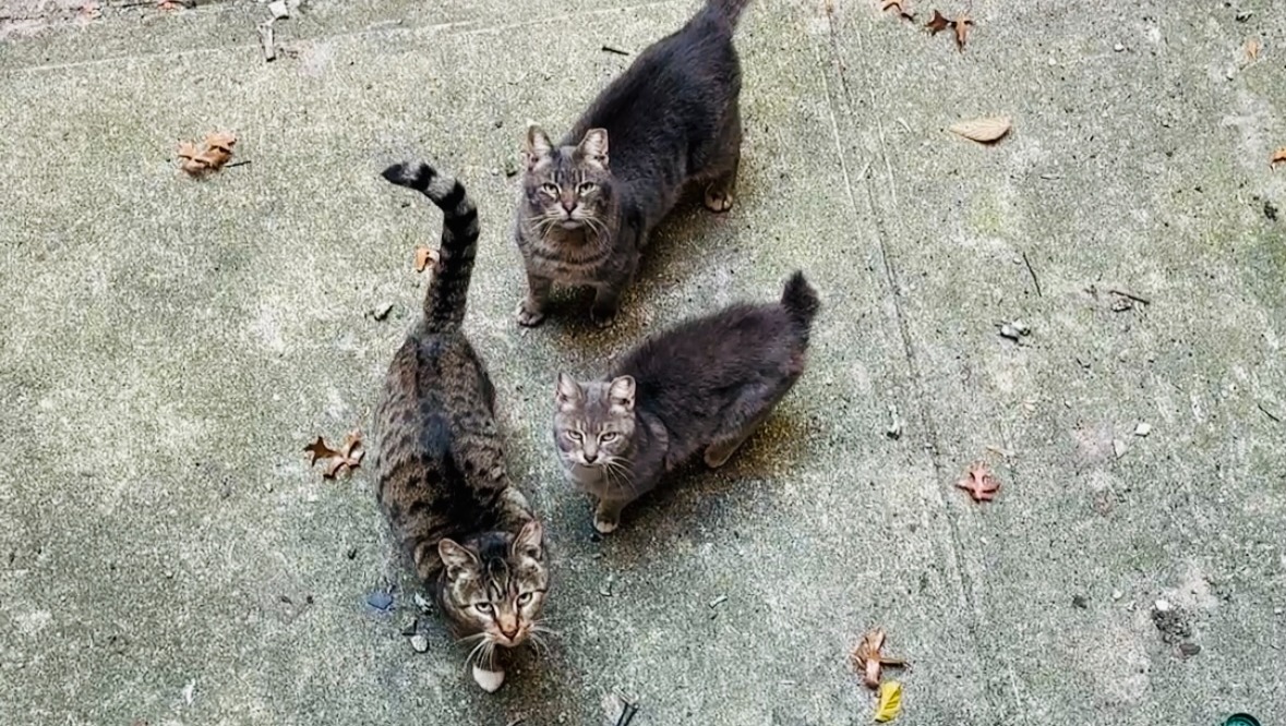 Fundraiser by Elizabeth Falcone : Help the Carroll Street Cats get a ...