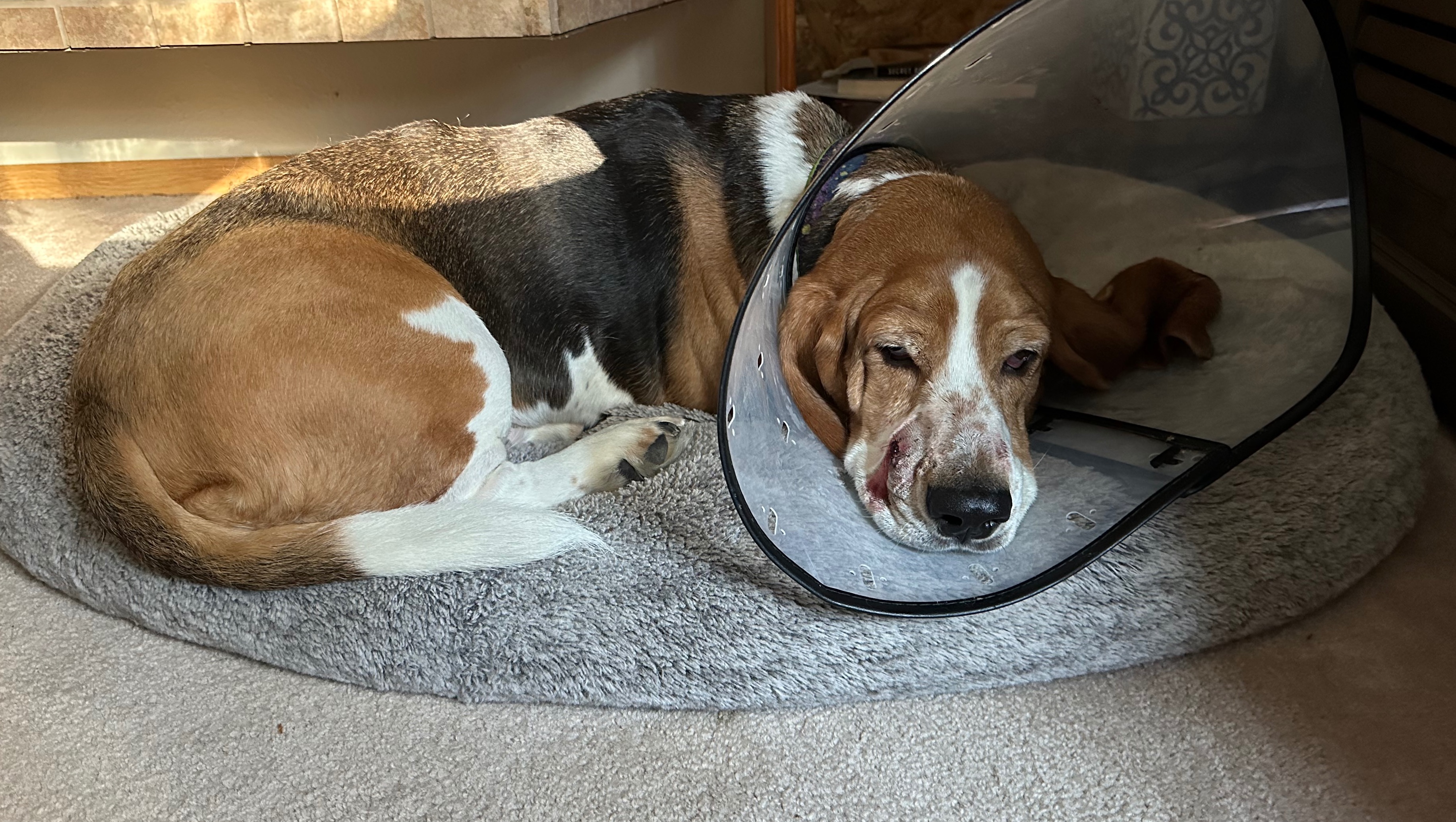 Fundraiser by Victoria Miller : Help with surgery for Stella’s rare ...