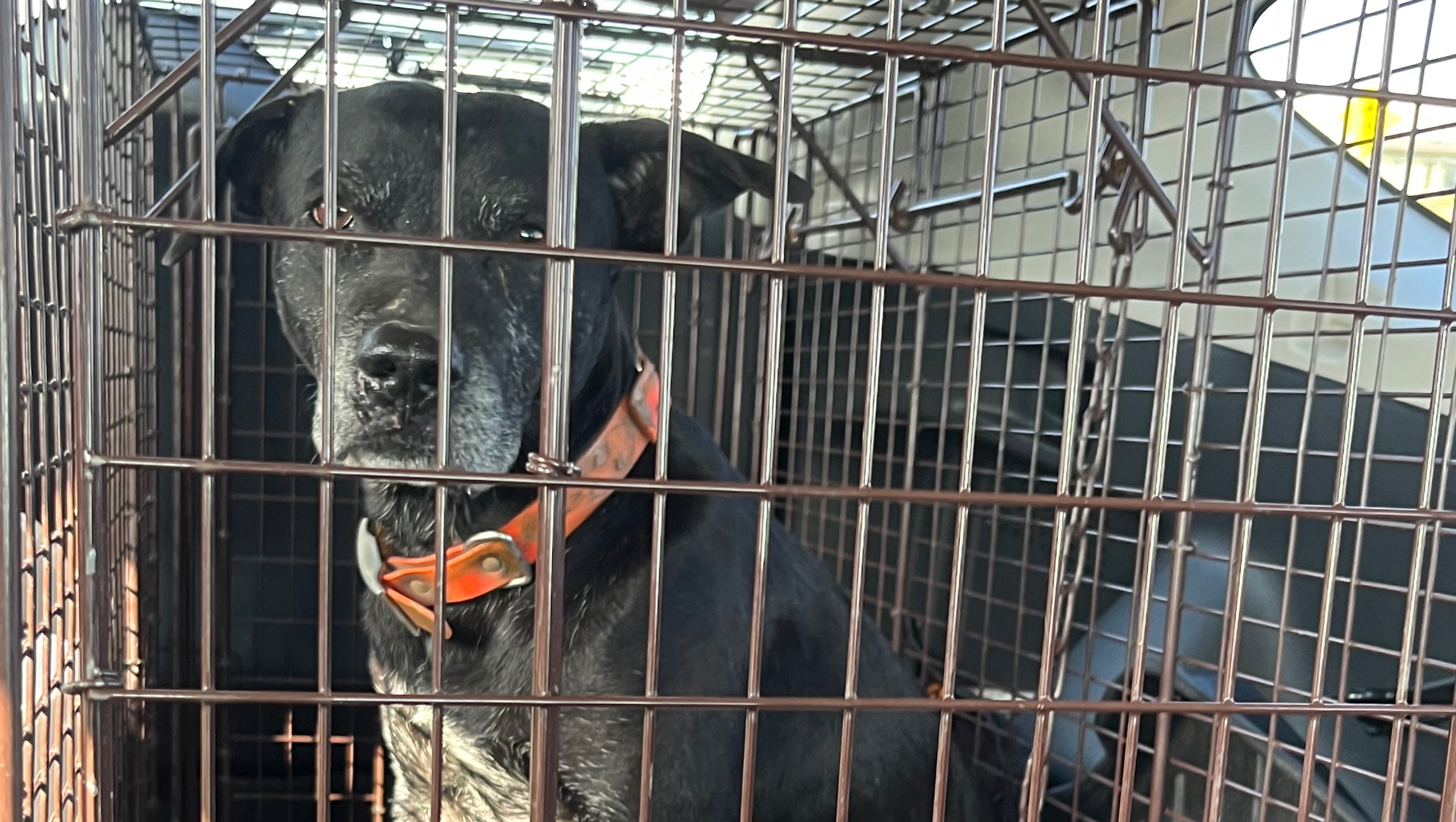 Fundraiser by Amber Reeves : Aid Needed for Brookshire Dog Rescue