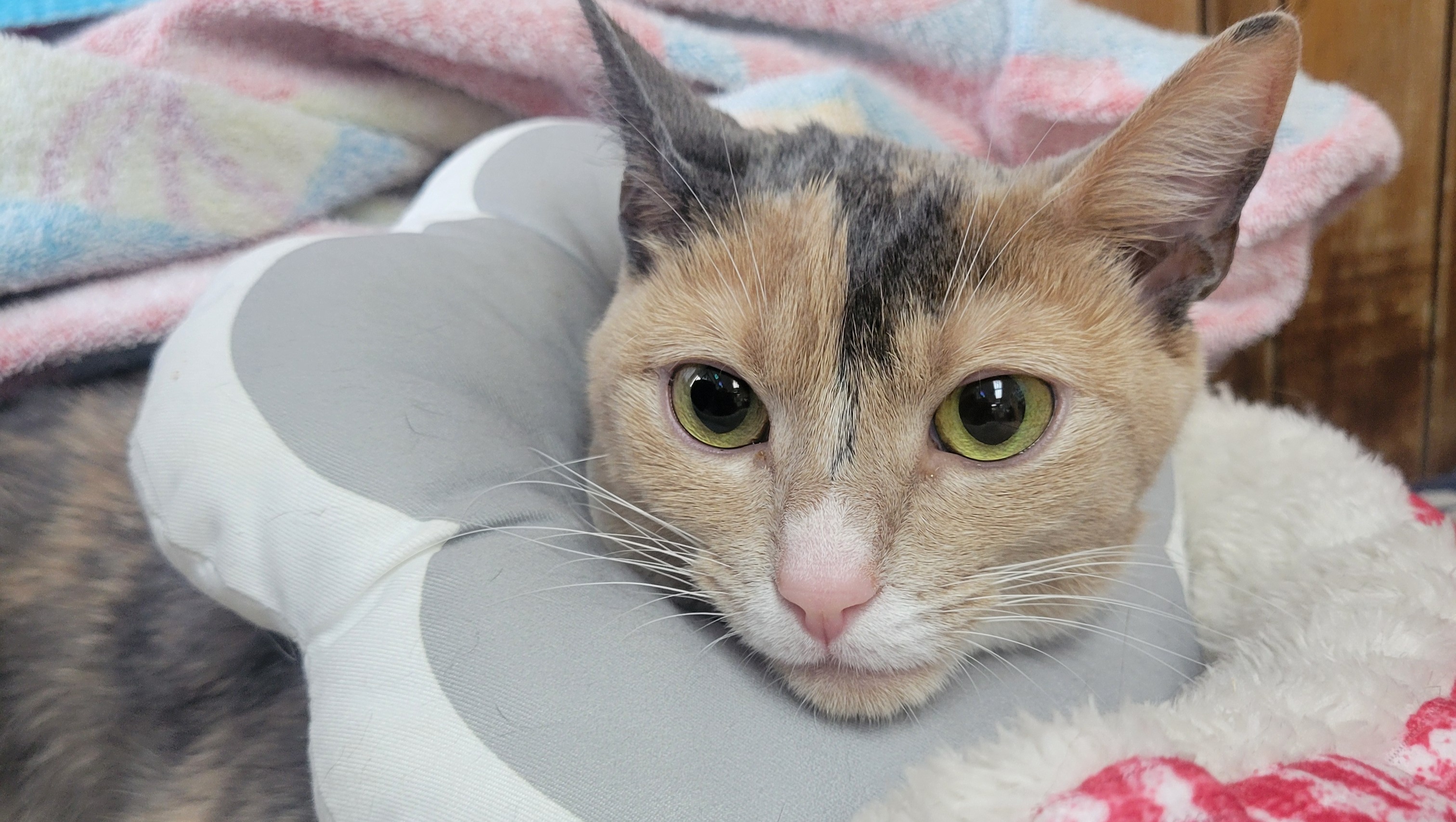 Fundraiser by Jennifer Jones : Help Jen and Kids Save Their Beloved Daisy