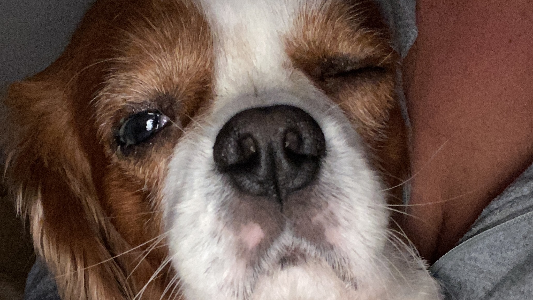 Fundraiser by Sabrina Cody : Cure mediche del mio cane