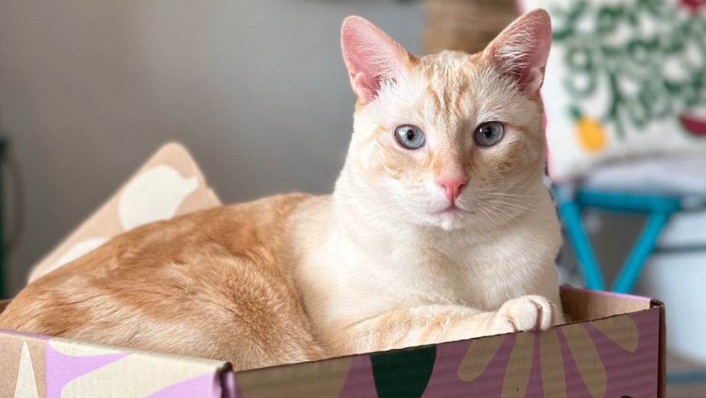 Fundraiser for Jonathan Auguste by Kelly Harlow : Help us Fund Alfredo ...