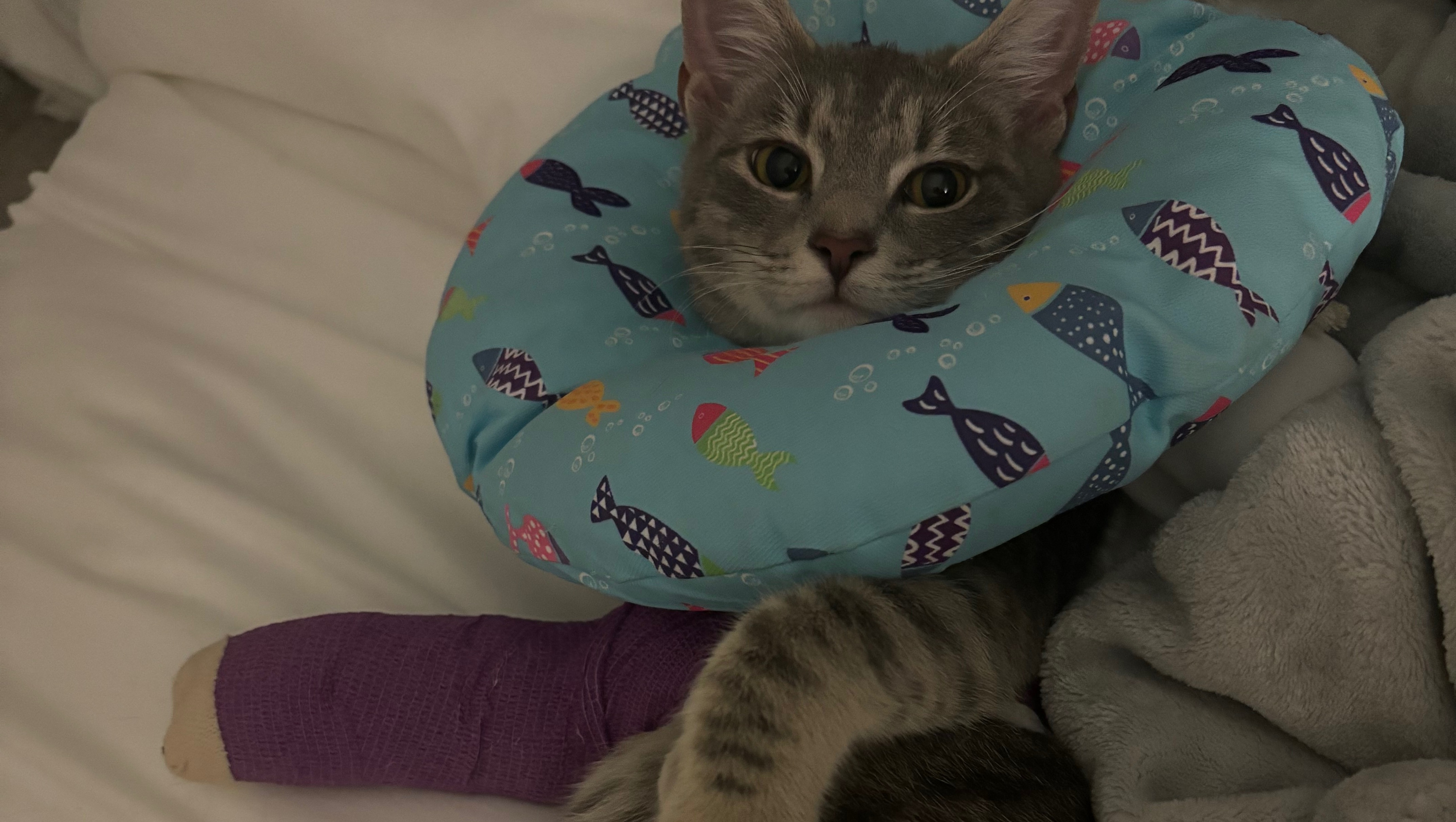 Fundraiser by Gabby Mandel : Support Winnie’s Healing Journey: Operation Tripod