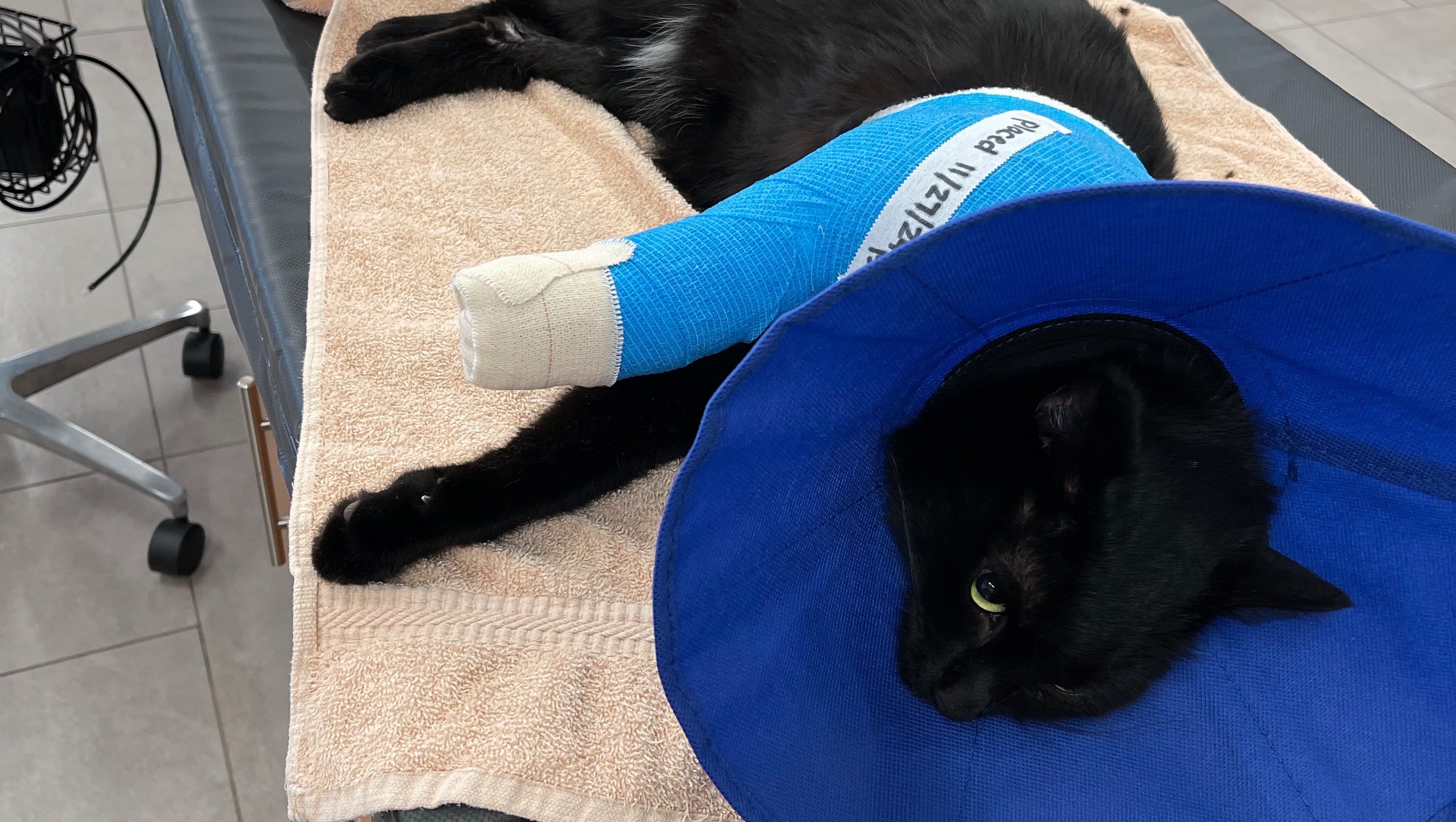 Fundraiser by Tim Webb : Support Kismet's Urgent Leg Surgery