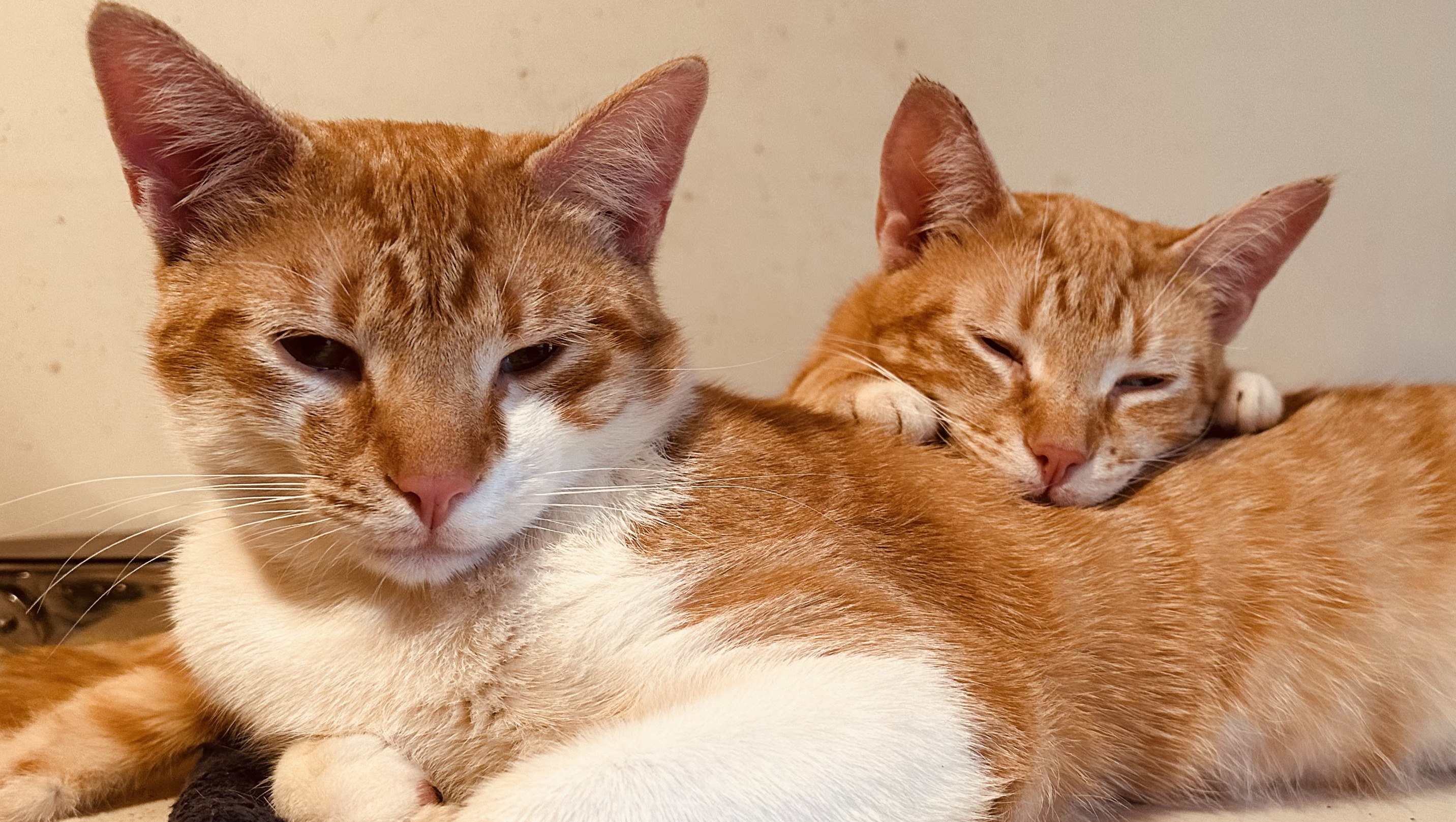 Fundraiser by Regan Good : Christmas Fund for Elderly Neighbor and his Cats