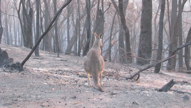 Fundraiser by Sheryl Wilson : BUSHFIRE WILDLIFE VICTIMS