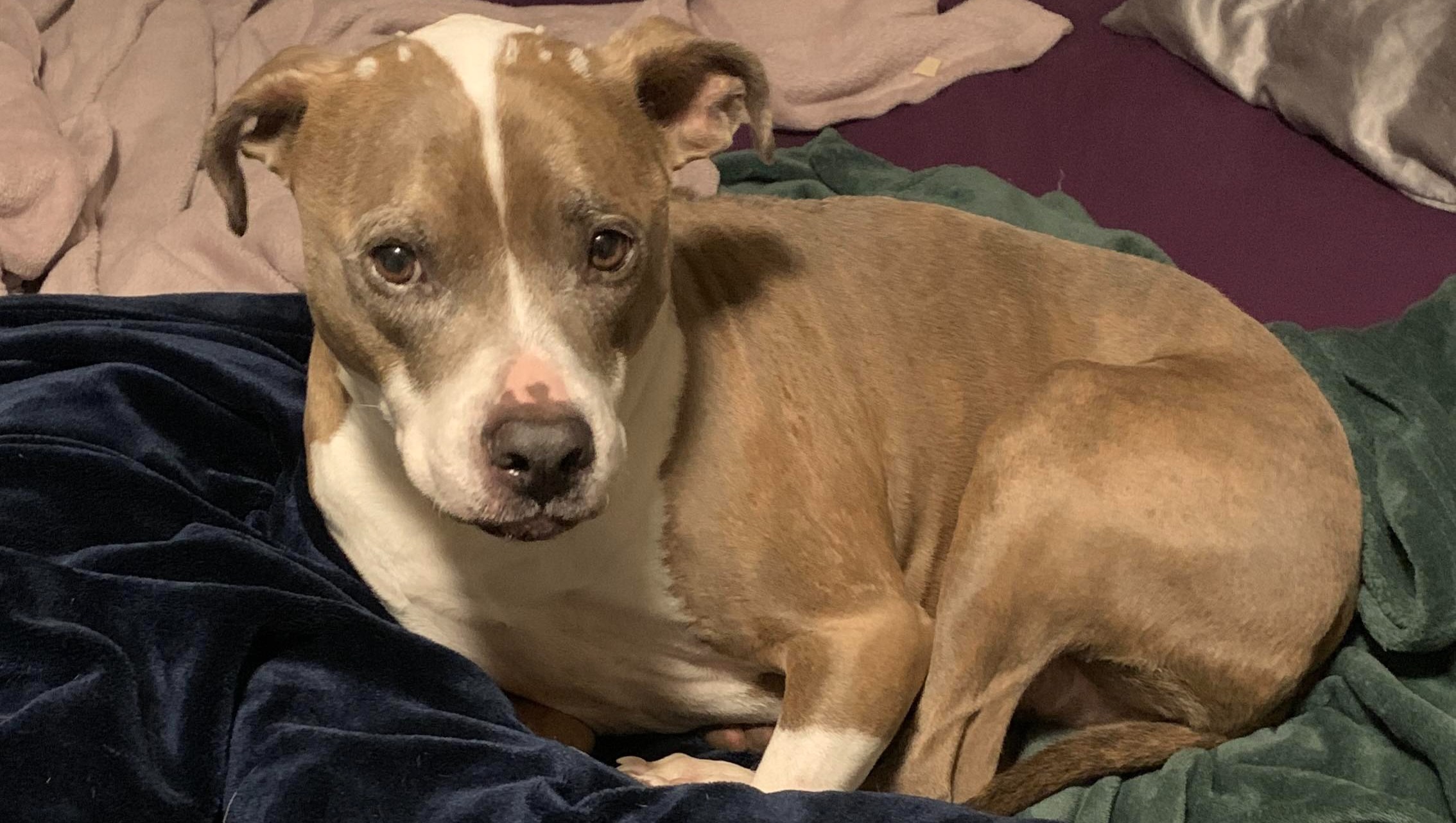 Fundraiser by Robert Miller : Support Miles' Knee Surgery