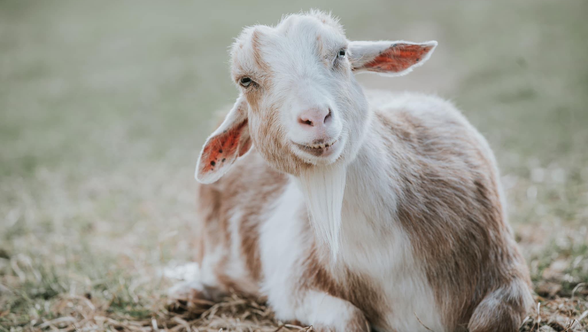 Fundraiser by Shane Lazar : Please consider donating to the Sowa Goat ...