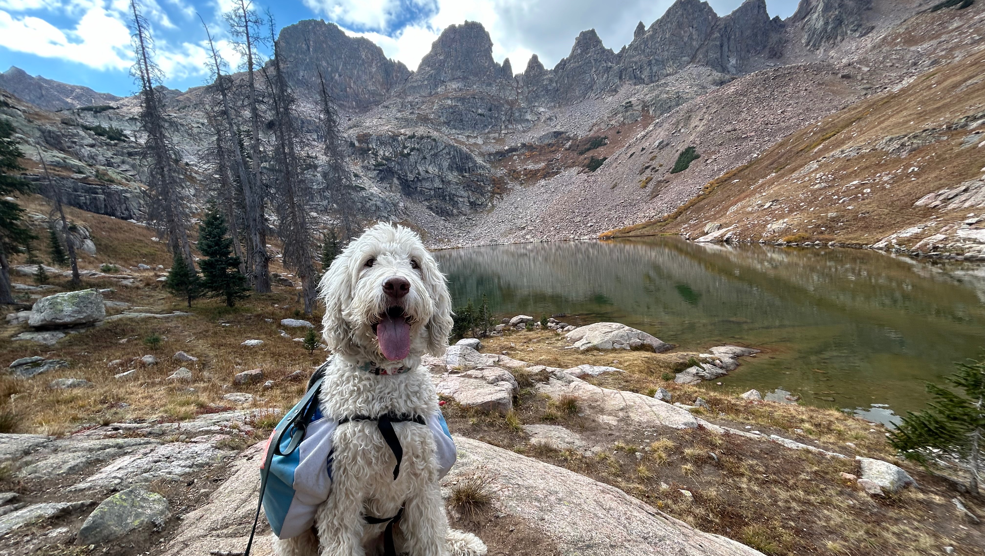 Fundraiser by Stephanie Fagan : Save Curly Joe: Aid for Medical Bills