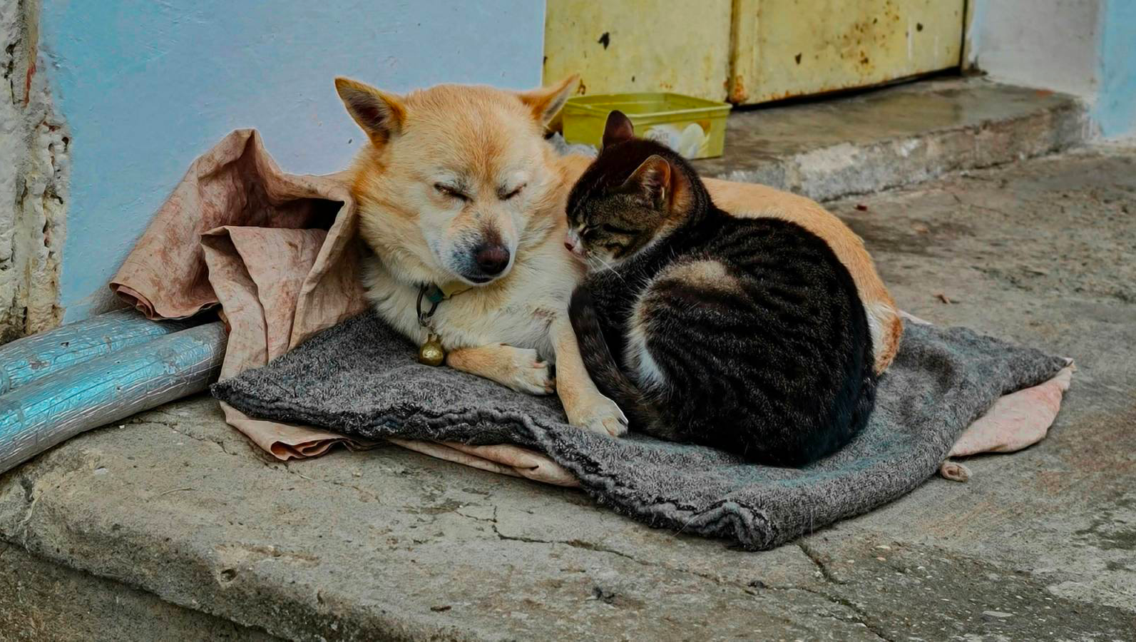 Fundraiser by Melike Akbulut : Wünsche wahr werden lassen 4.0