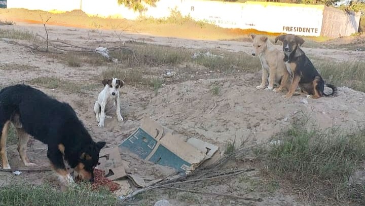 Fundraiser by Joanna Pizarro : Support Spay&Neuter Campaign in Puerto ...