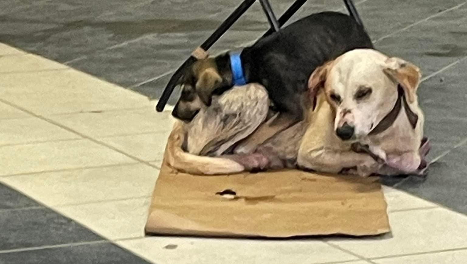 Fundraiser by Joanna Pizarro : Support Spay&Neuter Campaign in Puerto ...