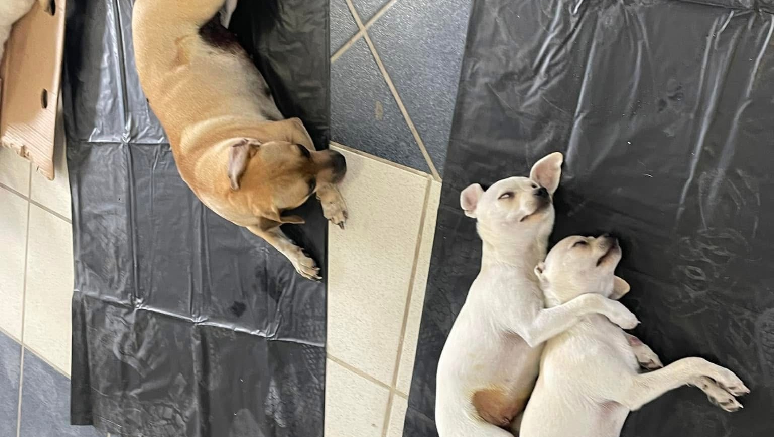 Fundraiser by Joanna Pizarro : Support Spay&Neuter Campaign in Puerto ...