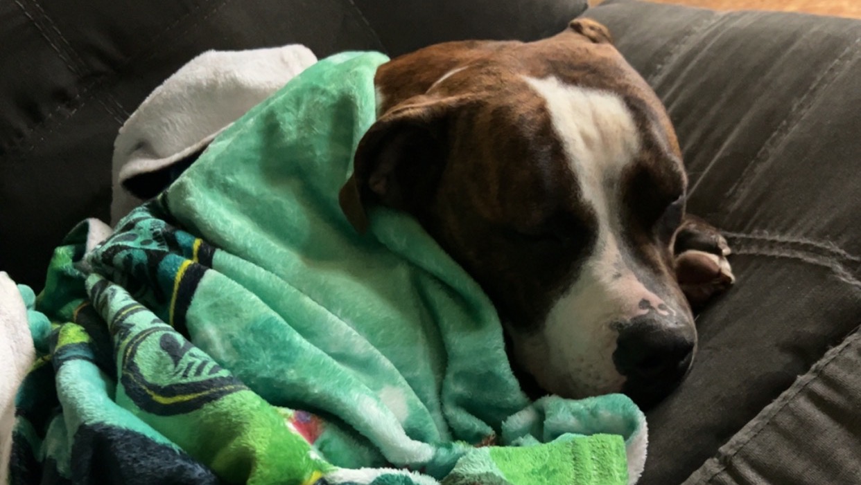 Fundraiser by clay hancock : Help Lola's ACL Recovery