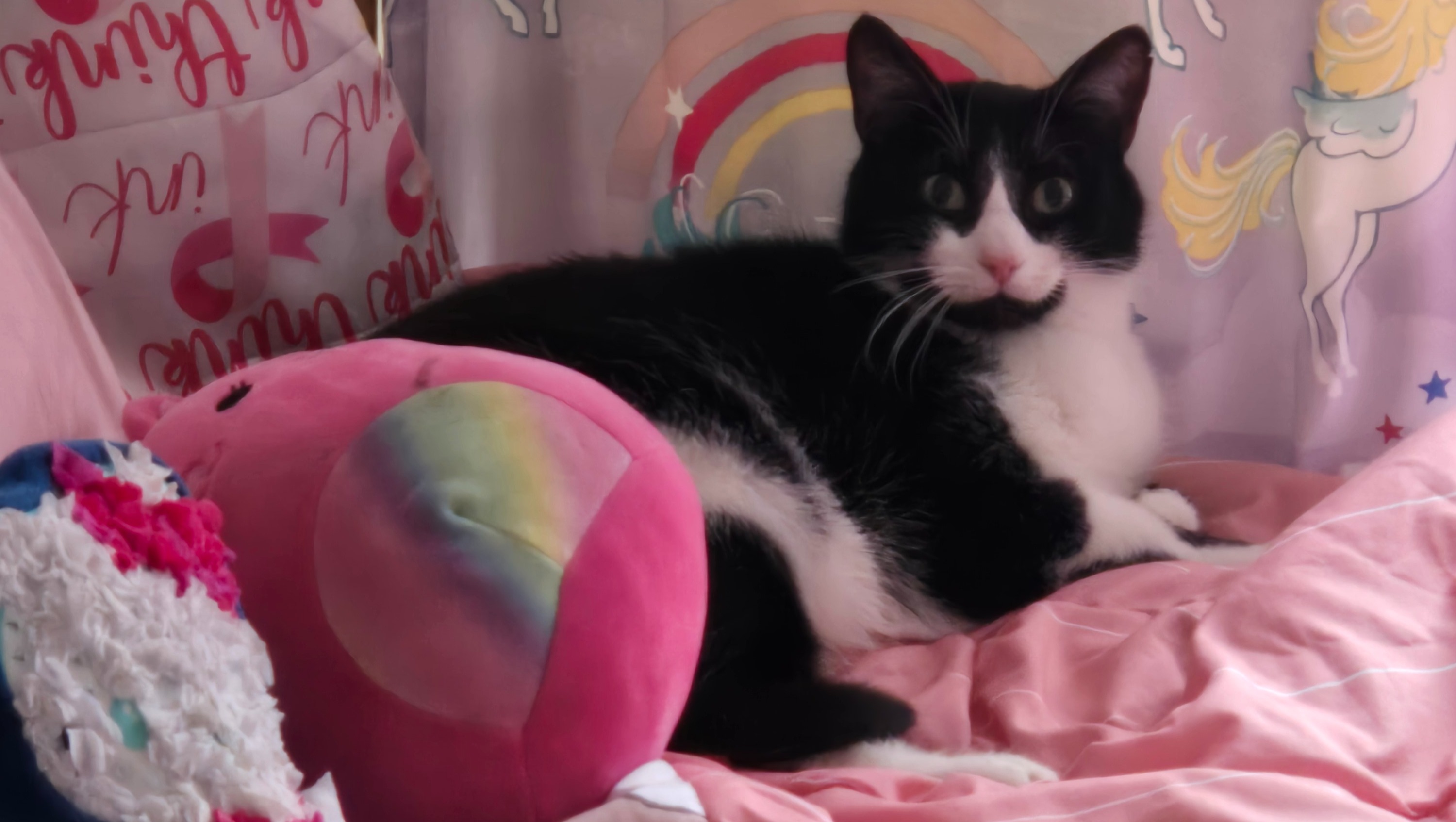 Fundraiser by Cassie Cornett : Luna's Heart and Bladder Emergency