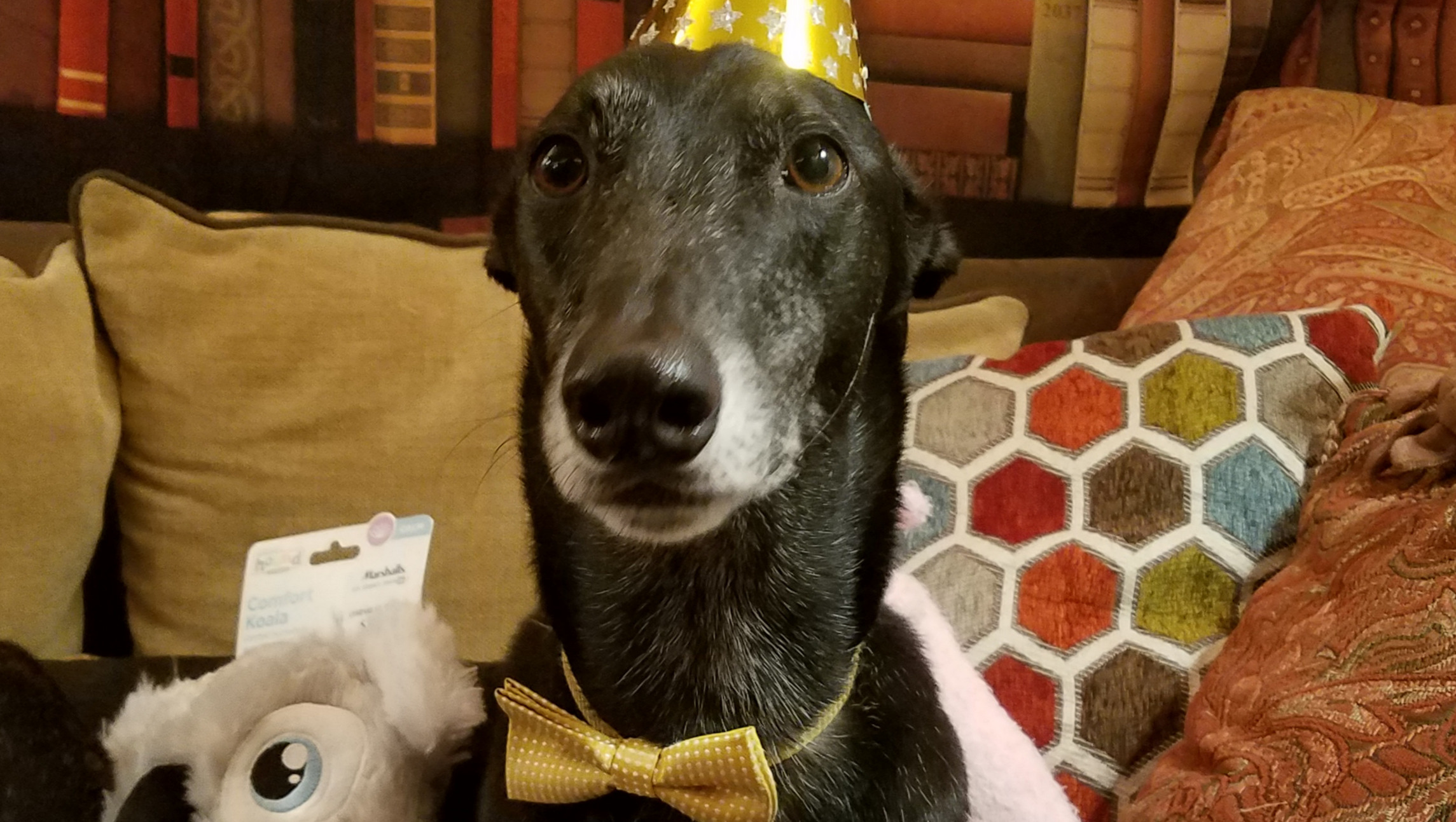 Fundraiser by Crow's Mama : Crow Needs Your Help: Dental Surgery for the GH