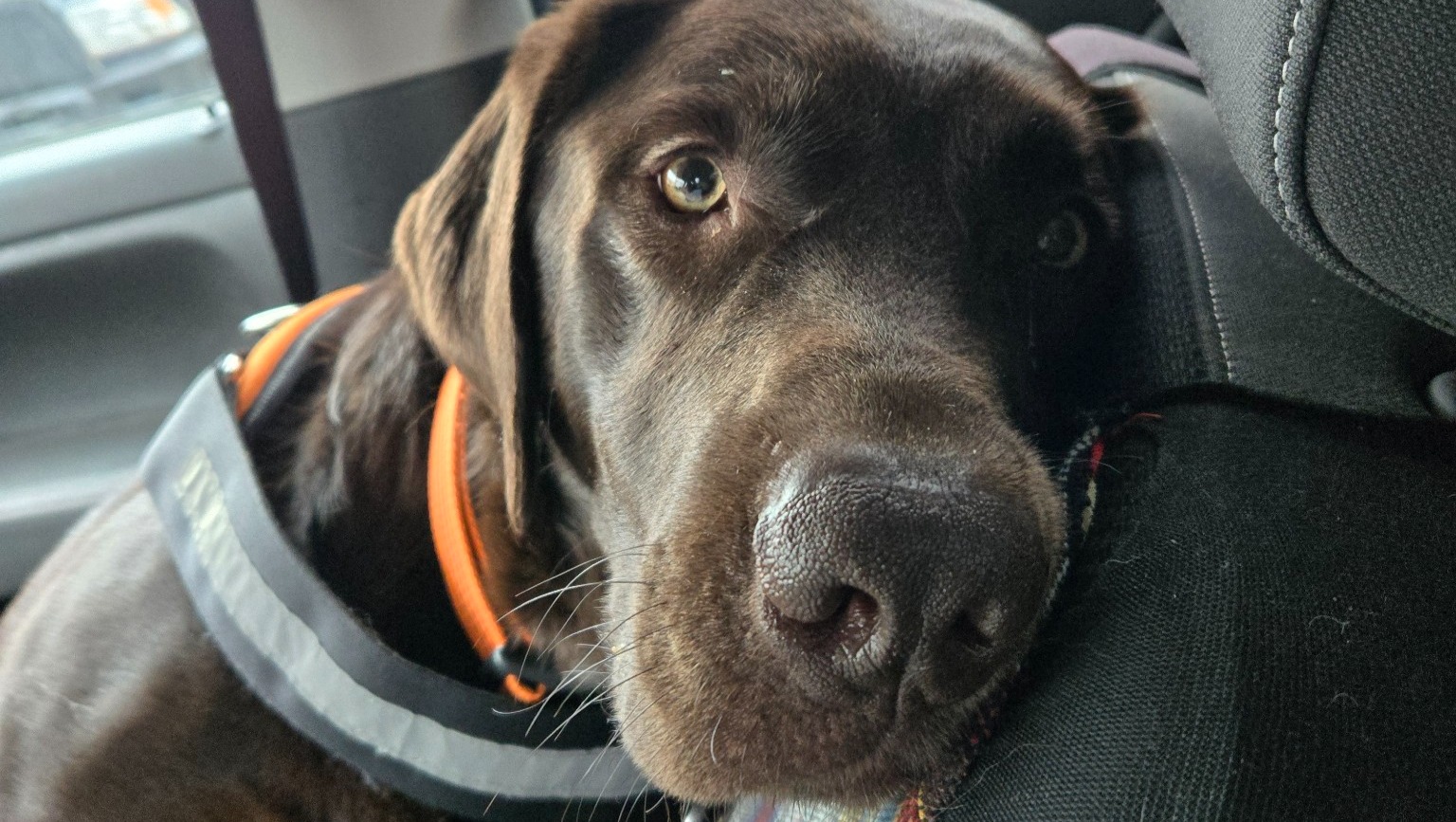 Fundraiser by Alyssa Lorraine Torrieri : Help Bear Overcome Cancer and ...