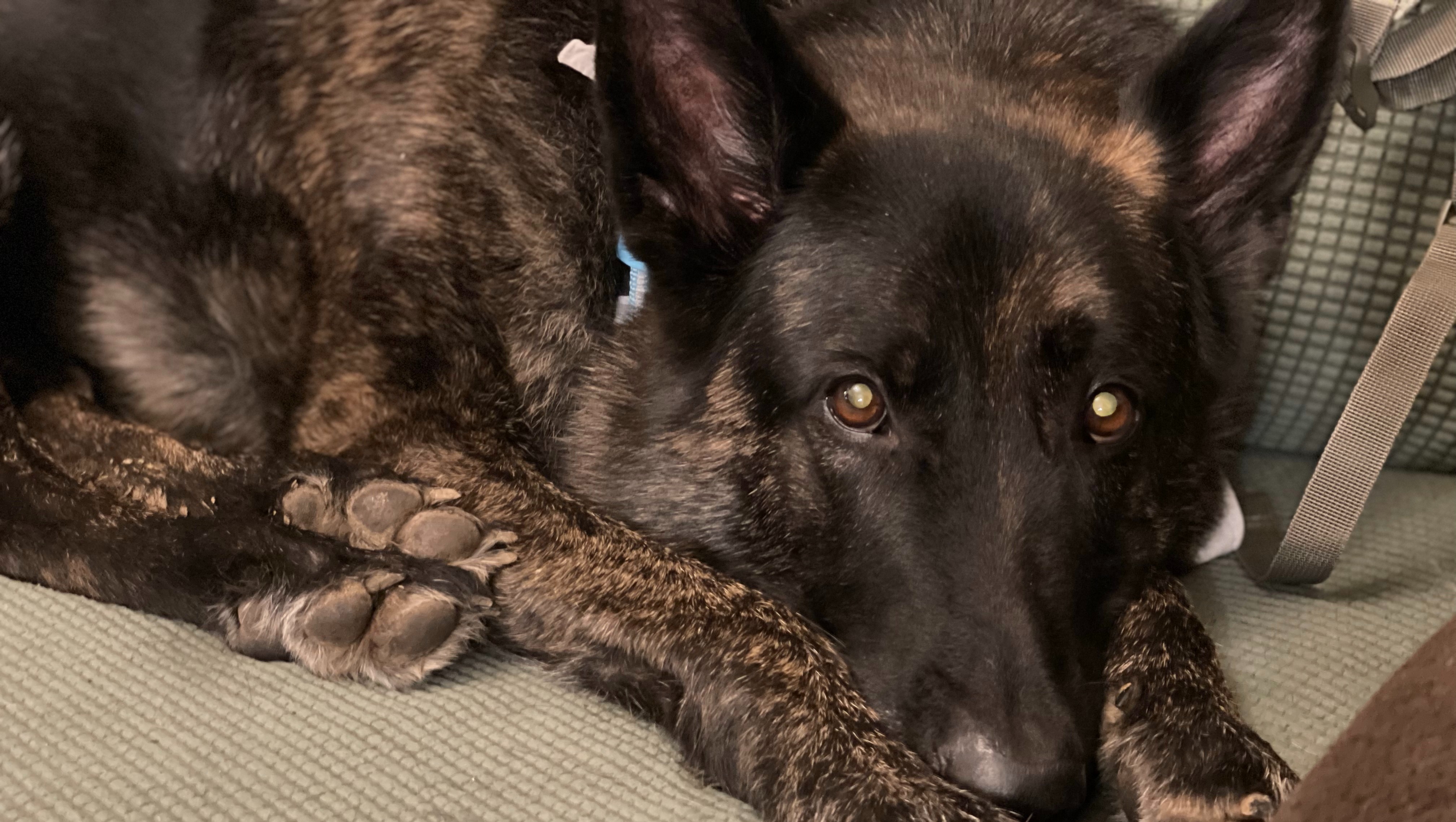 Fundraiser by Devyn Turner : Help Bear Get Life-Changing Surgery!