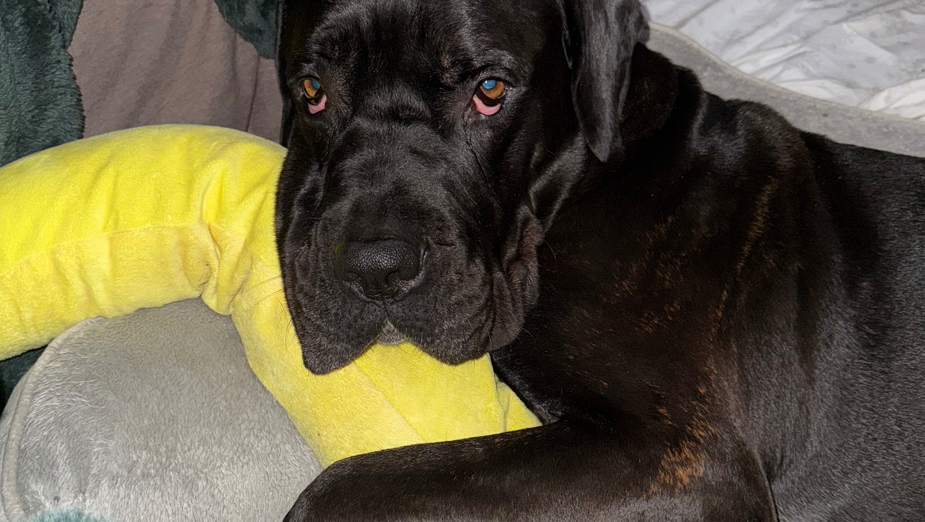 Fundraiser by Sarah Bunnell : Join Sarah in Giving Tito a Second Chance