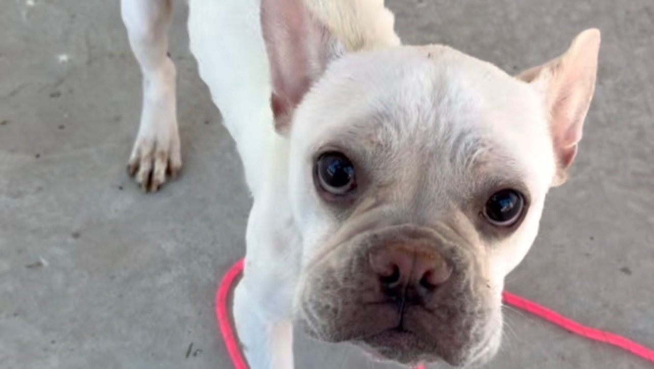 Fundraiser by Joseph Tuccio : Sick Frenchie Fighting for His Life