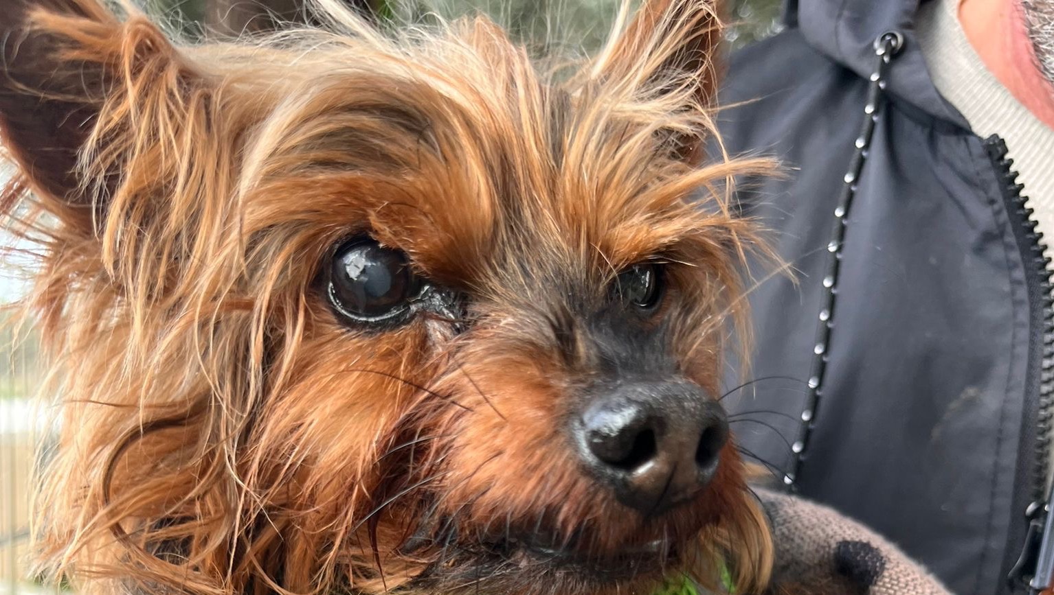 Fundraiser by Alessandro Maselli : Spese mediche per New York cagnolino ...