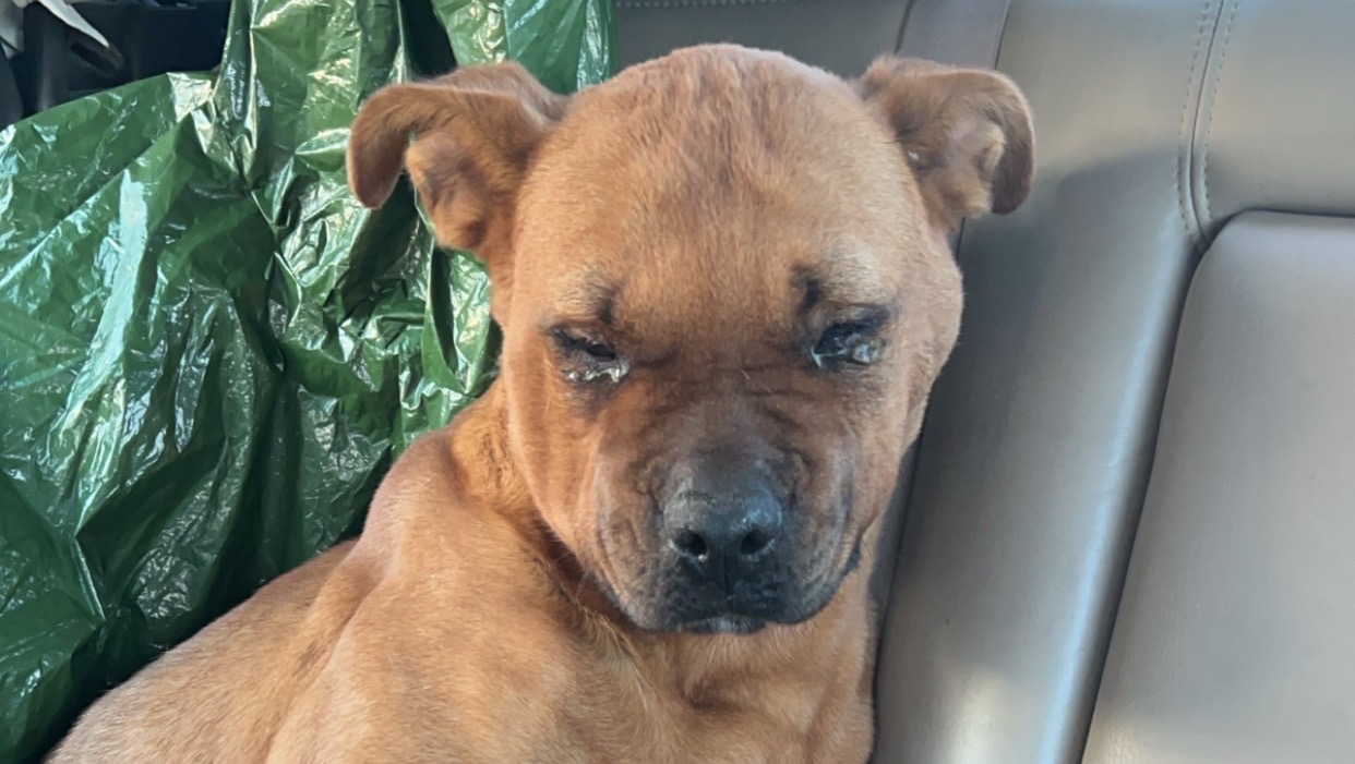 Fundraiser by Madi Mills : help Hennessy get the treatment she needs